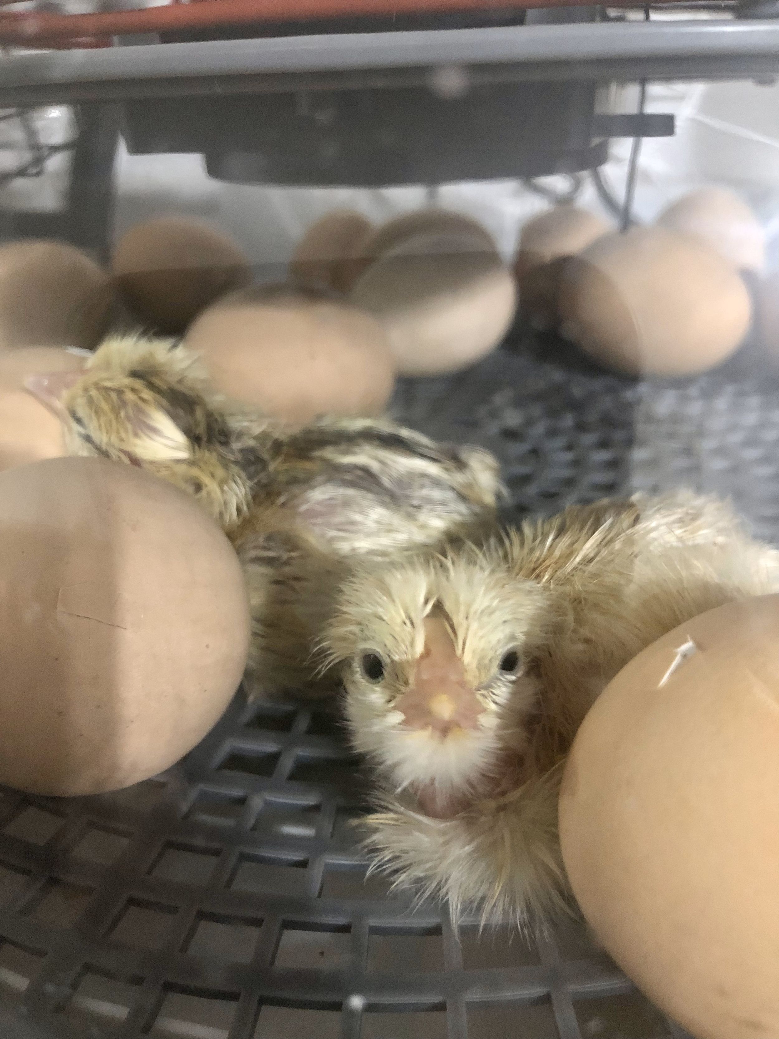 Chickens - Nick Burns