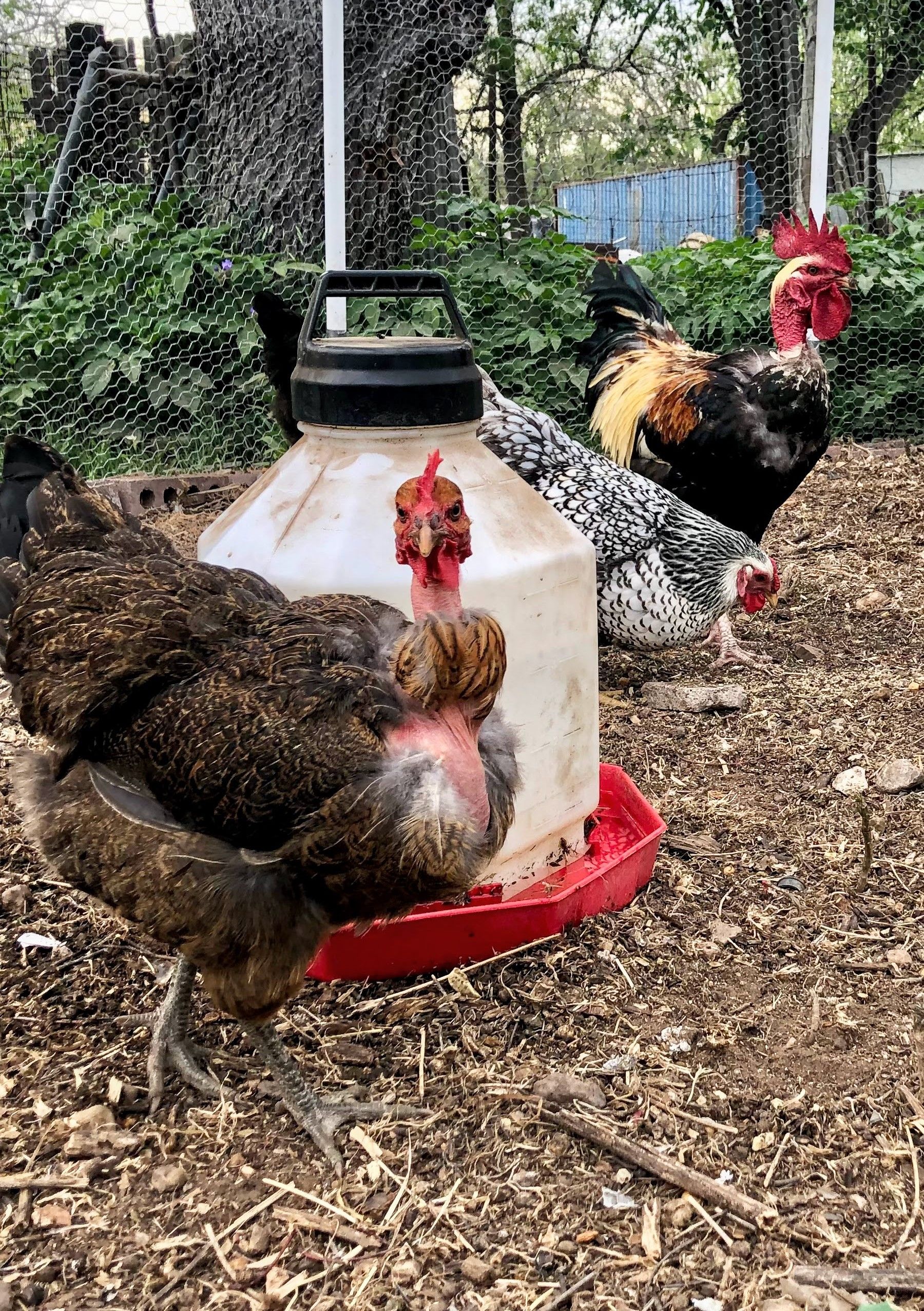 Chickens - Nick Burns