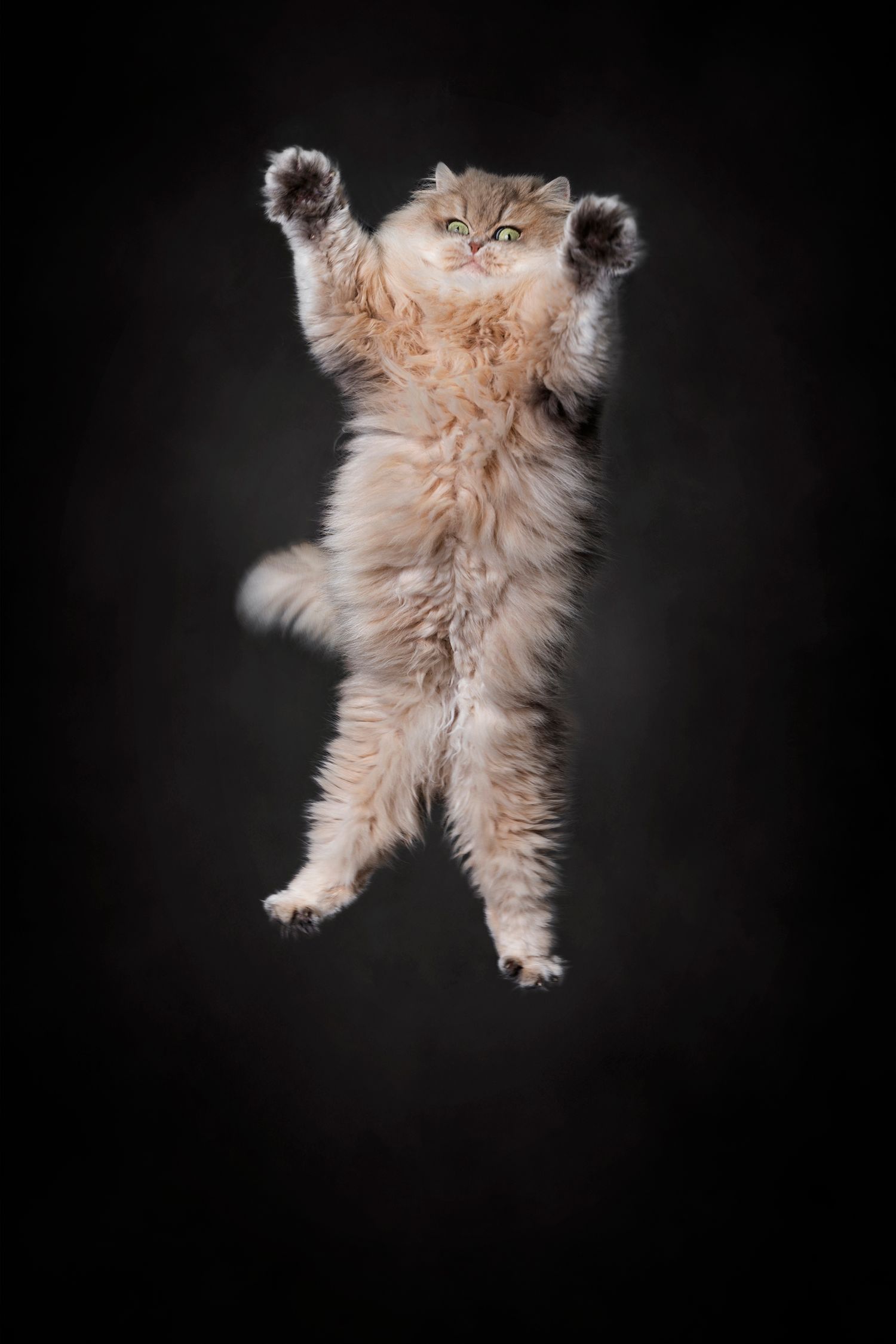 Cat Portfolio - Chloe Brown Photography - Equine & Pet Photography