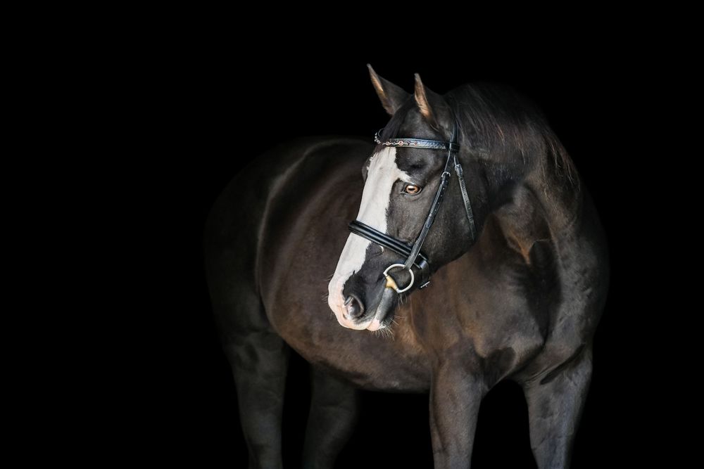 Siege | Black Background Horse Portraits | Rochester, NY - Buffalo, WNY ...