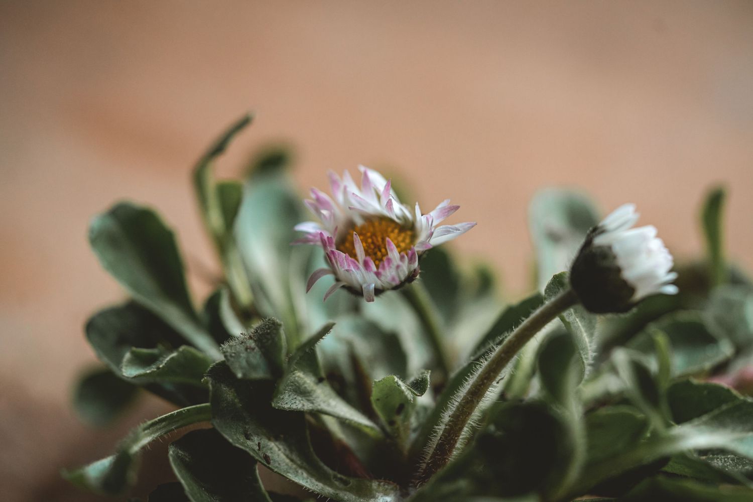 Common Daisy - The Grizzly Forager: The Definitive Guide to Foraging ...