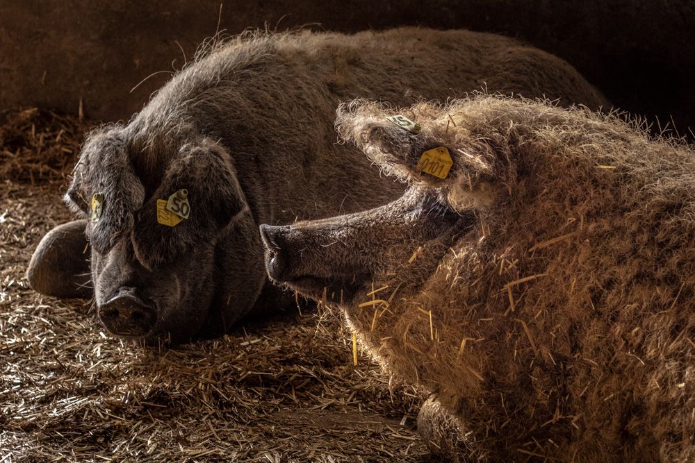 The Secret Of Mangalica Pigs - Three Pod Studio