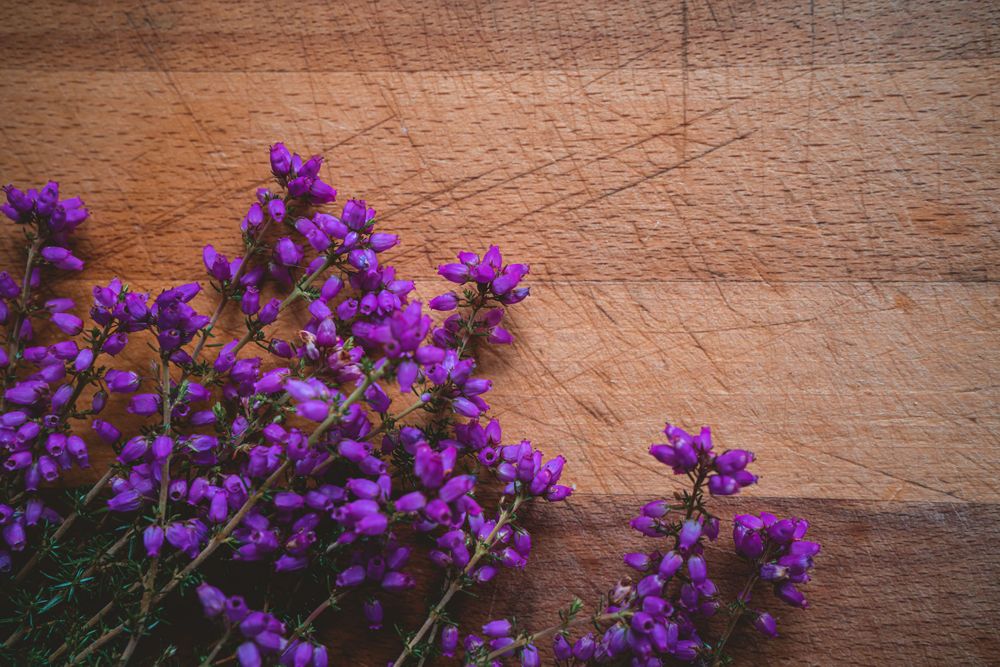 Heather - The Grizzly Forager: The Definitive Guide to Foraging with Kids