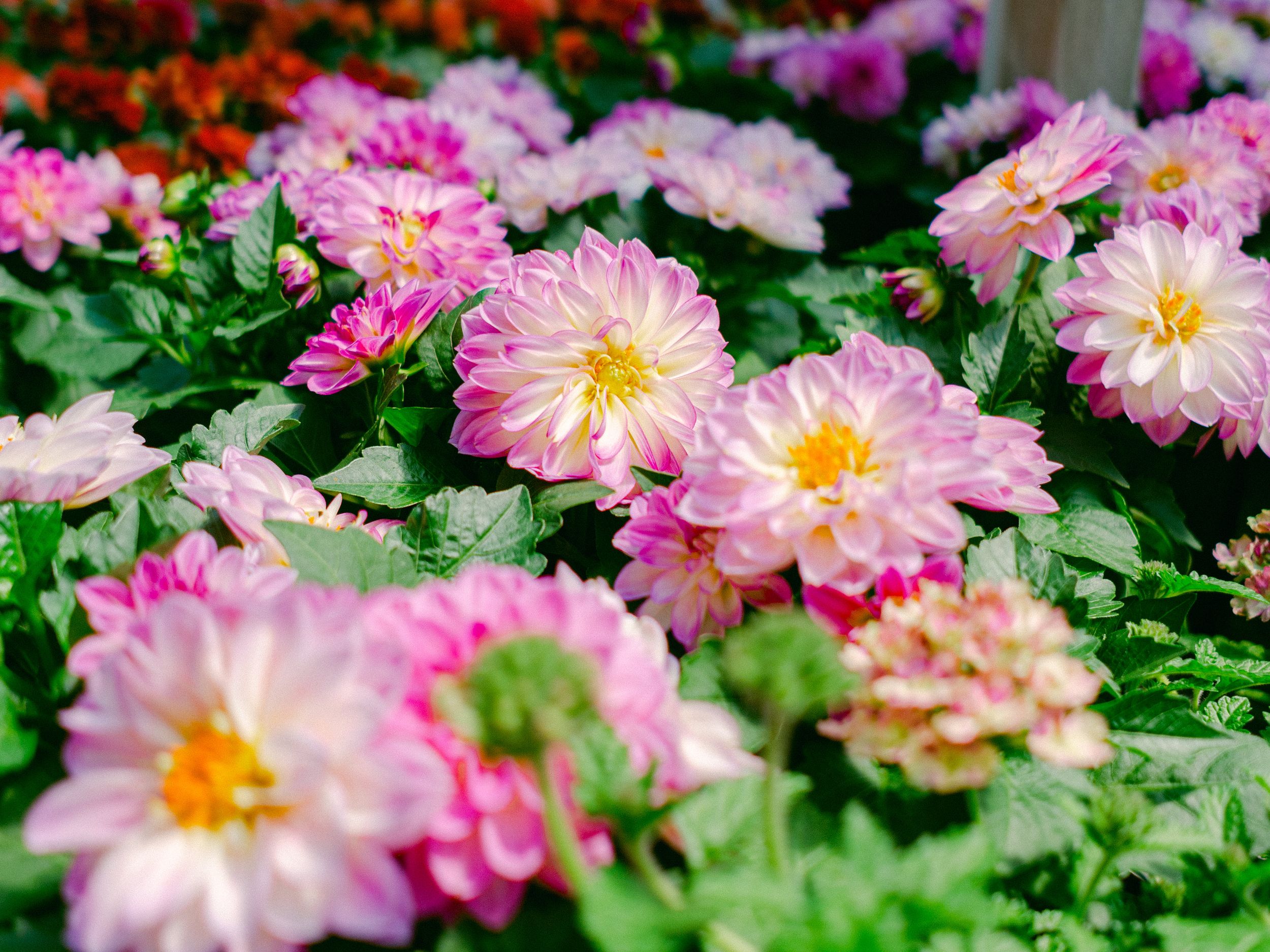 Daily Carry: Street Photography Set 1 - Katelyn Chef