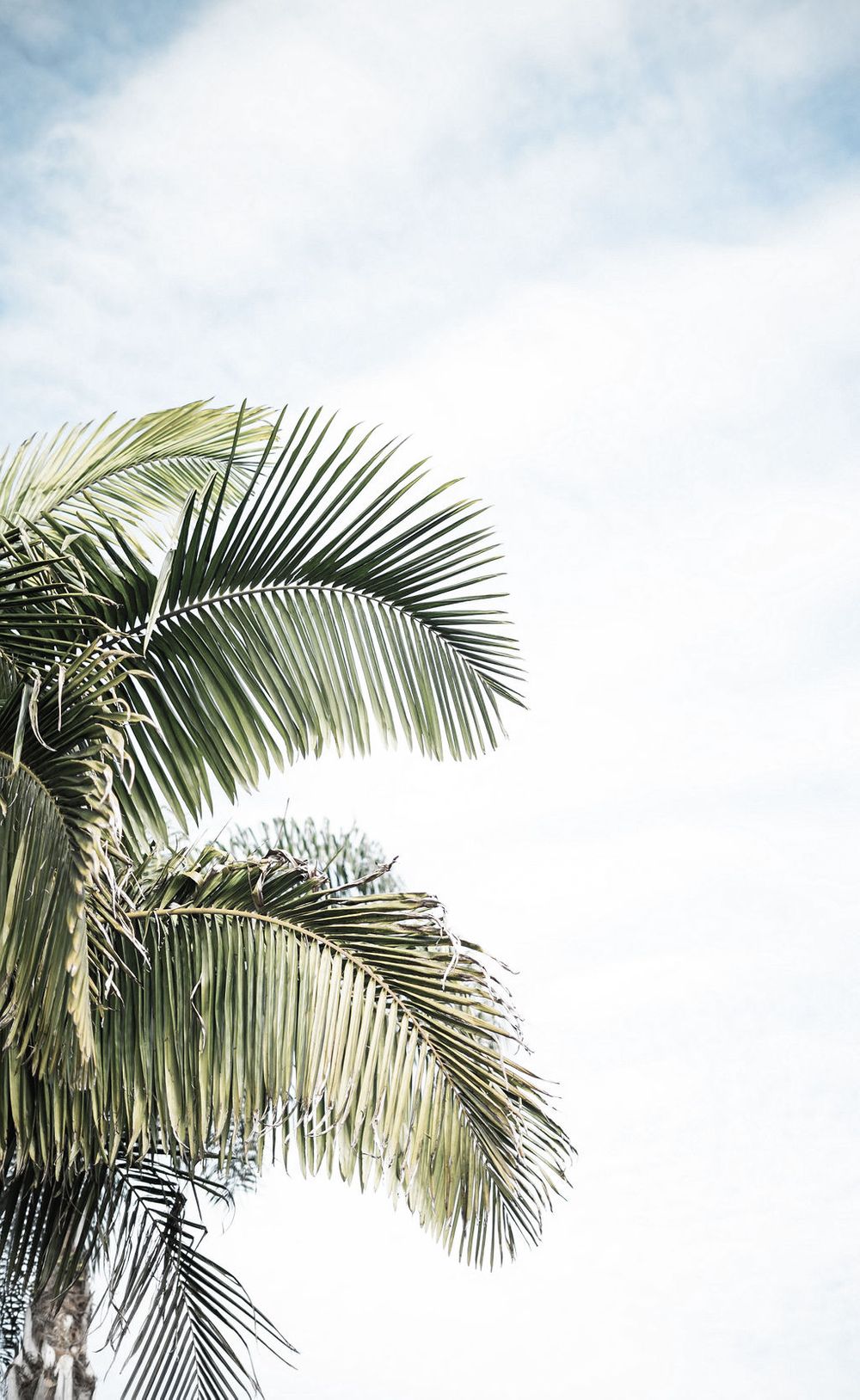 Canvas - Colton Duncan