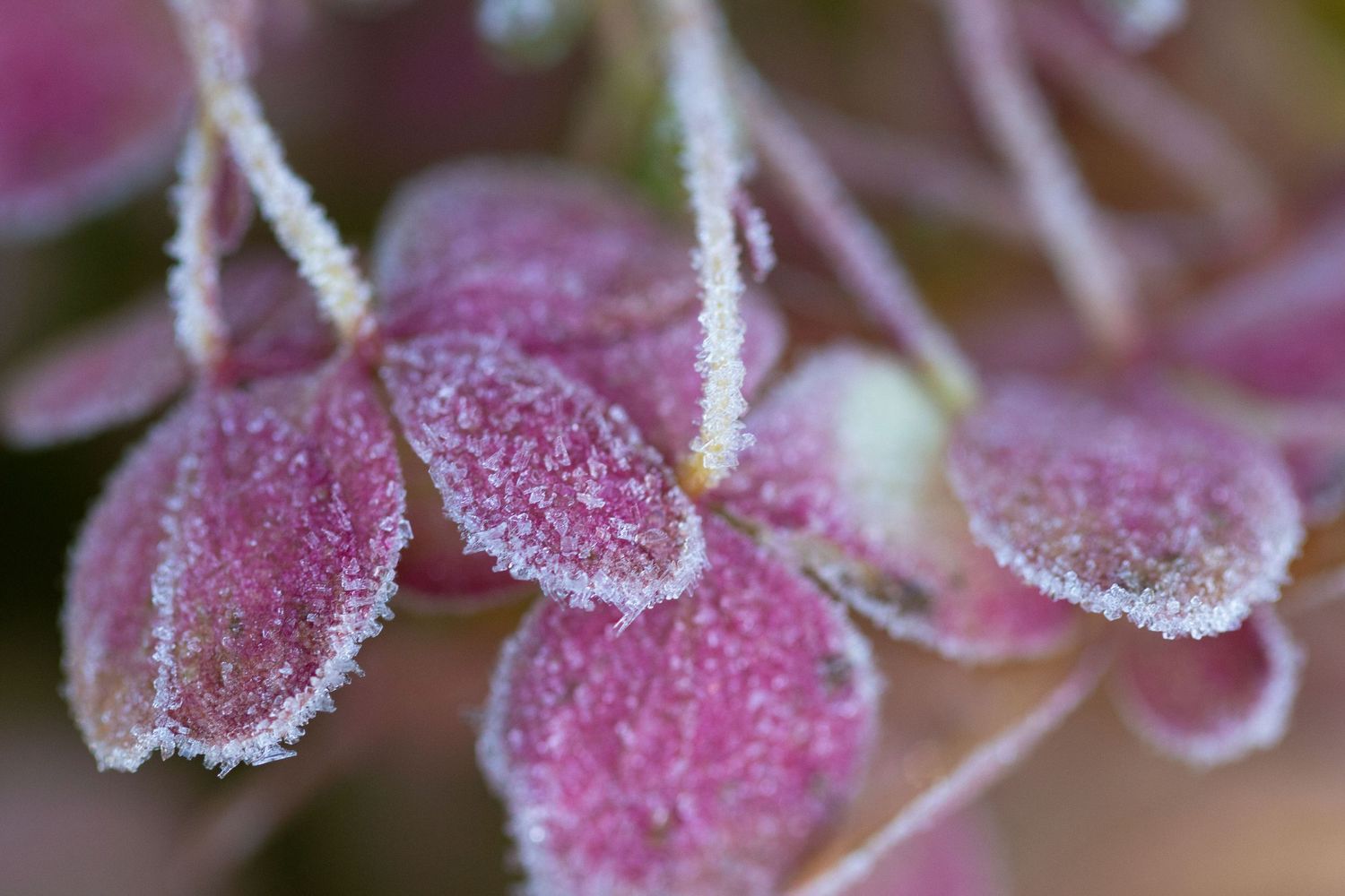 First Frost Photography