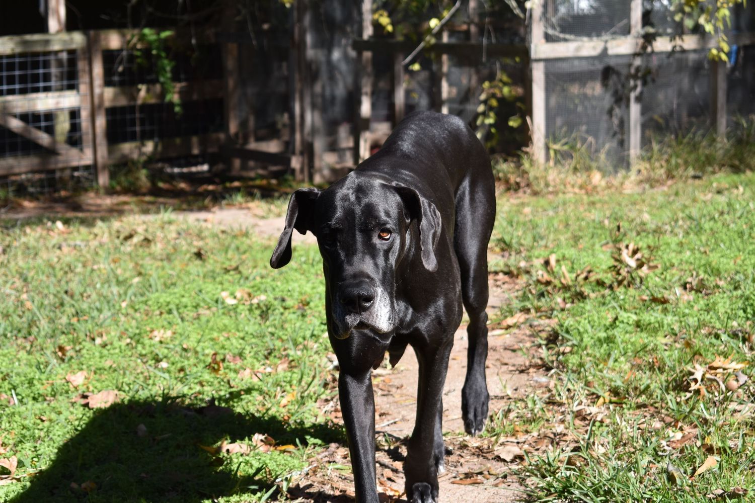 About - KD Sweet Southern Danes