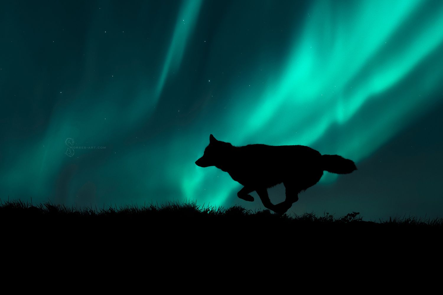 Formations en Ligne - Horses' Art - Elsa MEIER