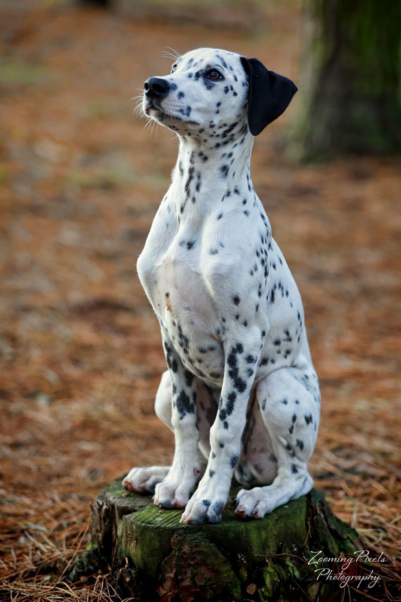 Wedding - Zooming Pixels Photography