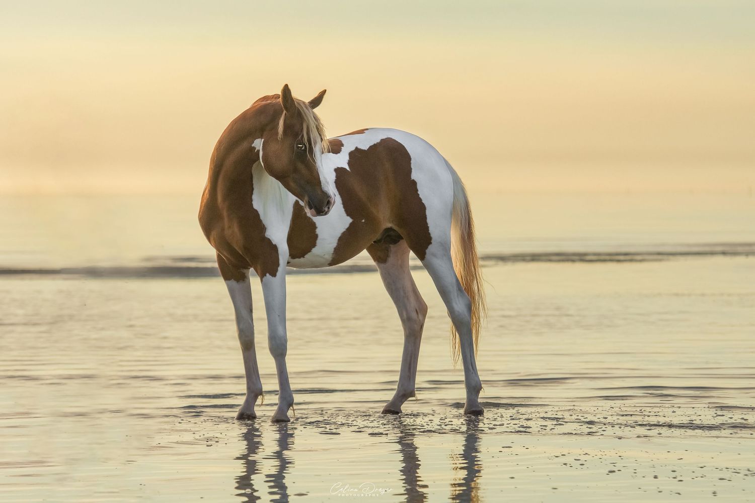 Celina Dreyer Photography