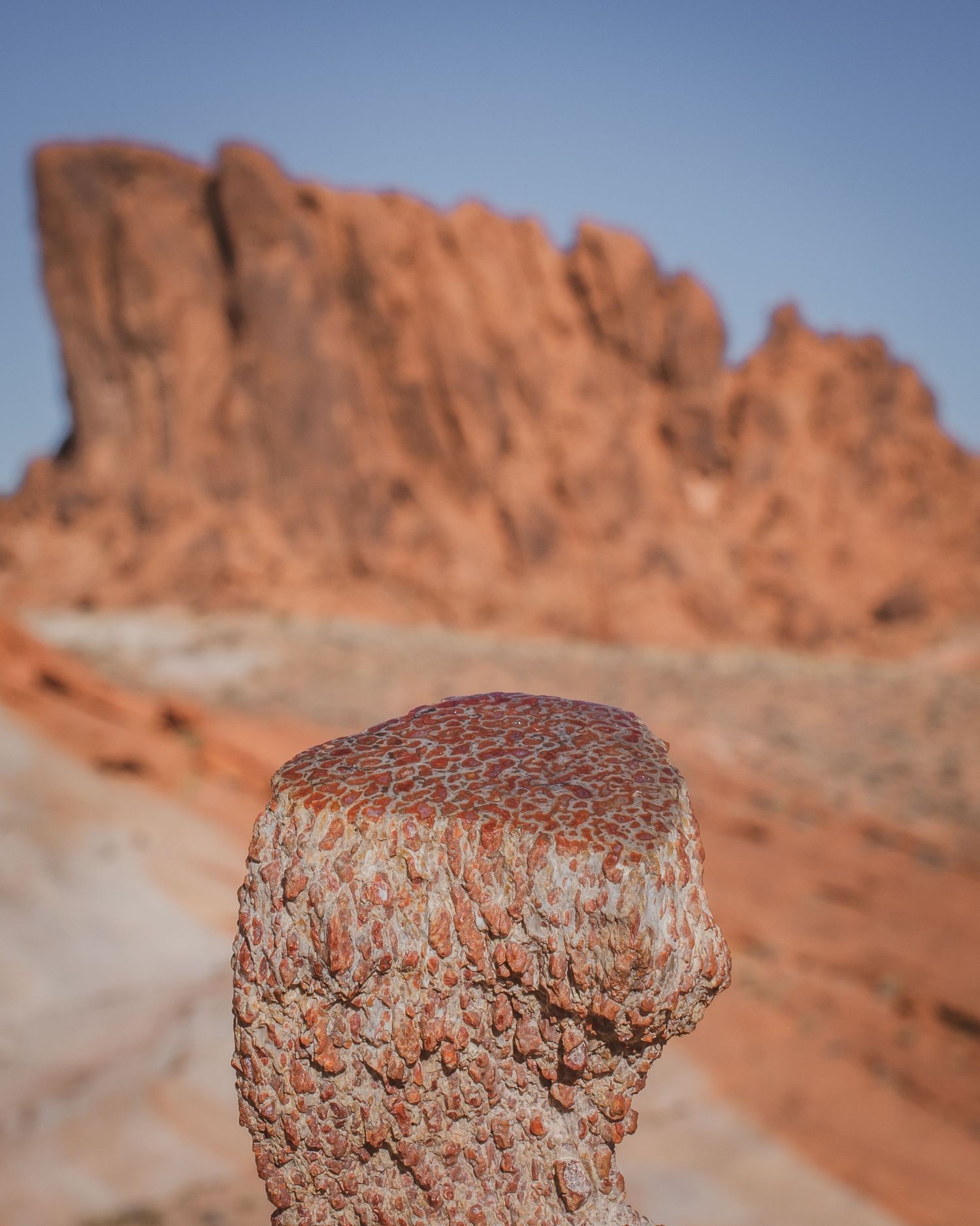 Dinosaur Bone Fossil Meaning, Properties, and Benefits - Geology Rocks ...