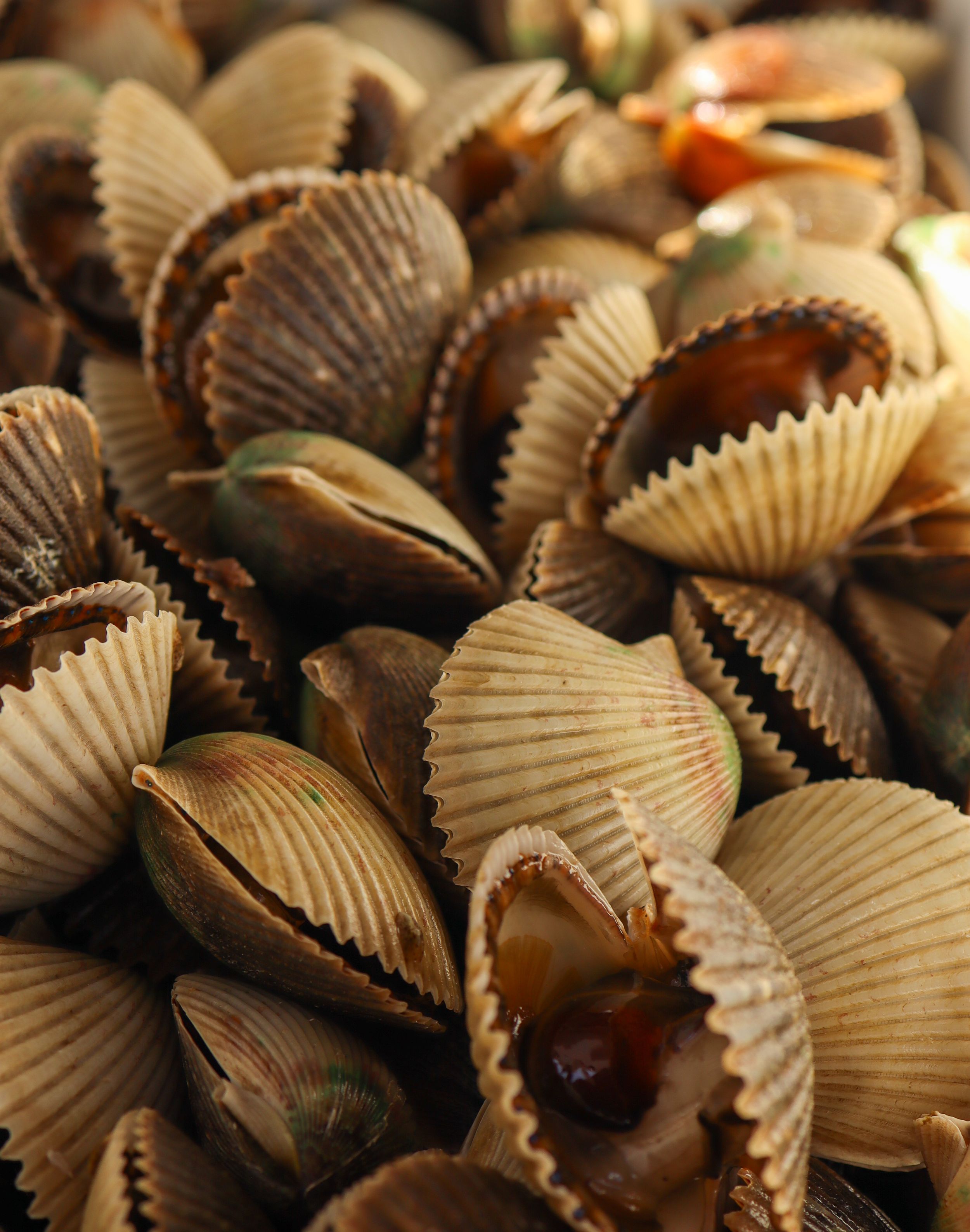A Personal Connection to a Florida Past-time: Scallop Season - Heather ...