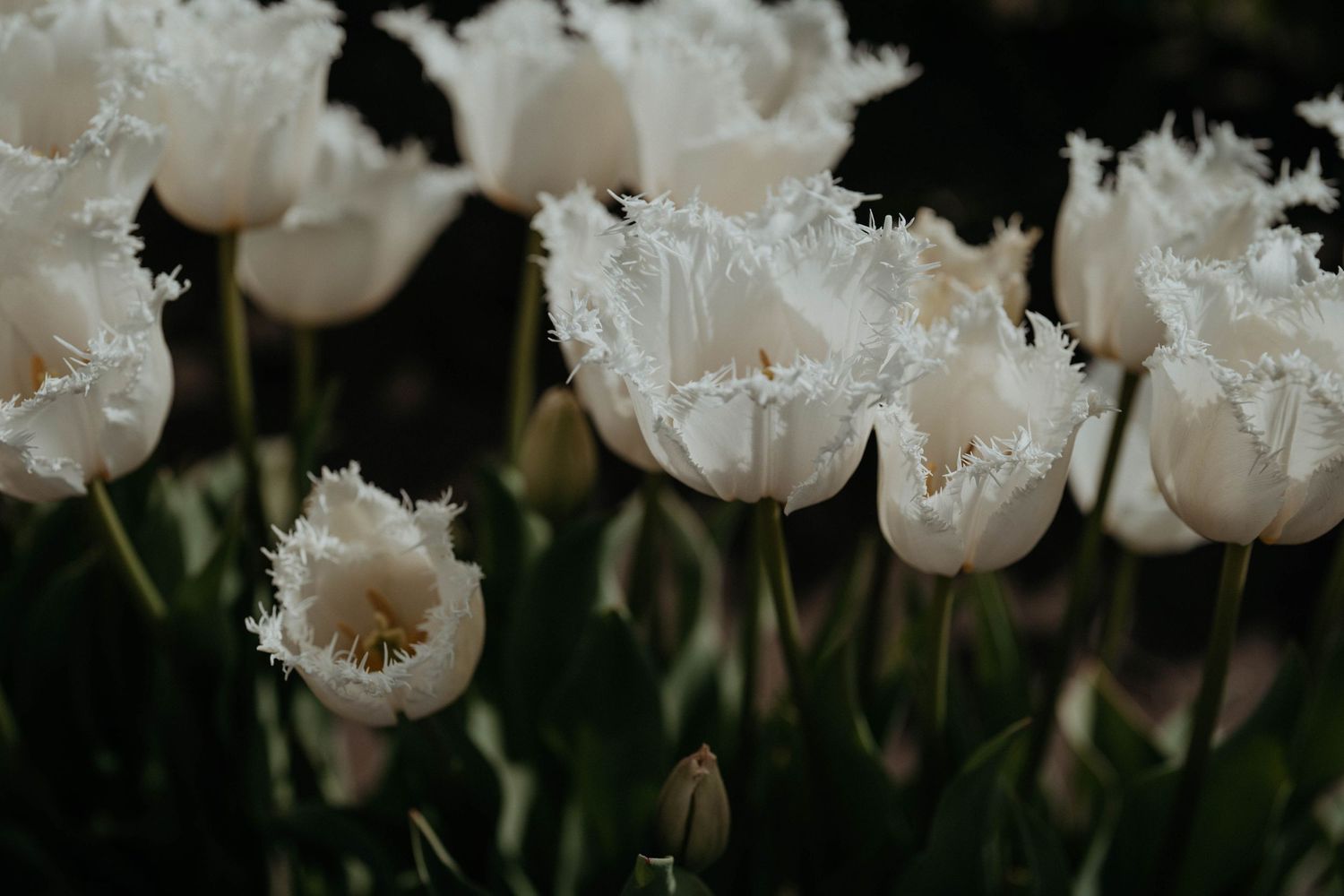 Contact - Calista Joy Photography