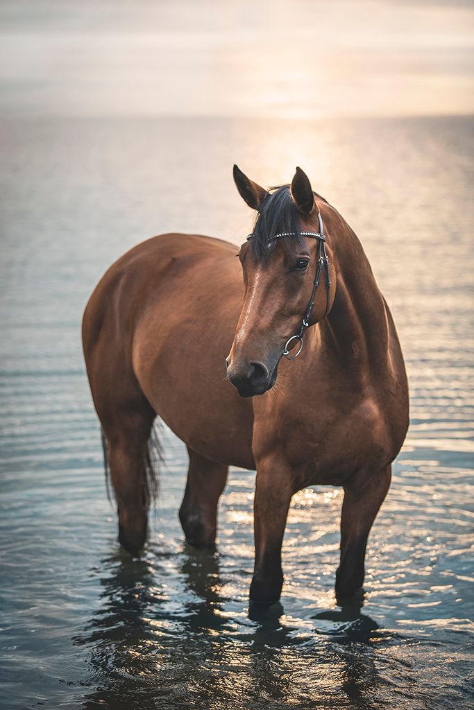 Hästfotograf Stockholm - Bröllop- och företagsfotograf i Stockholm ...