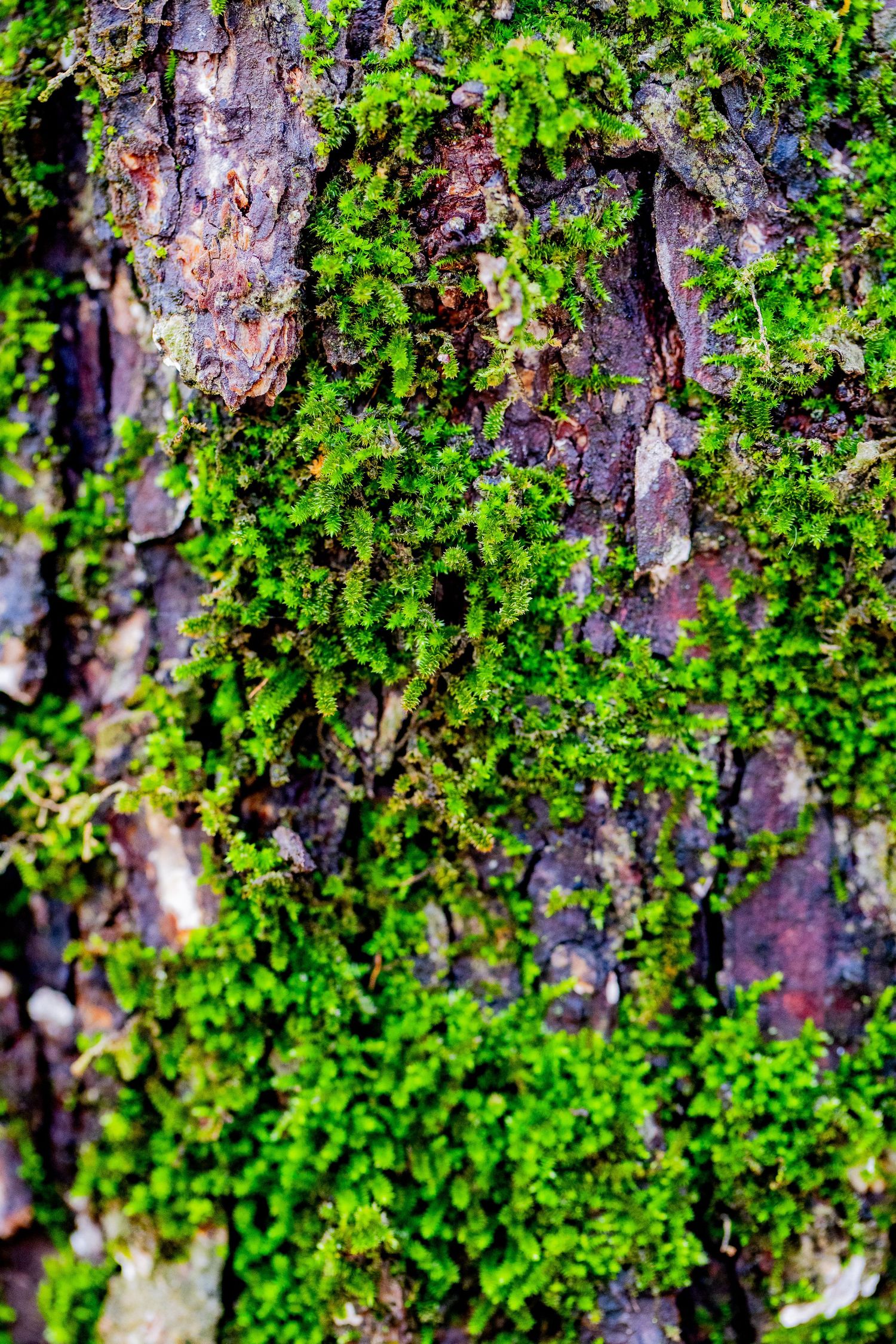 Hidden Treasures in Nature - Jacqueline Rodriguez Photography