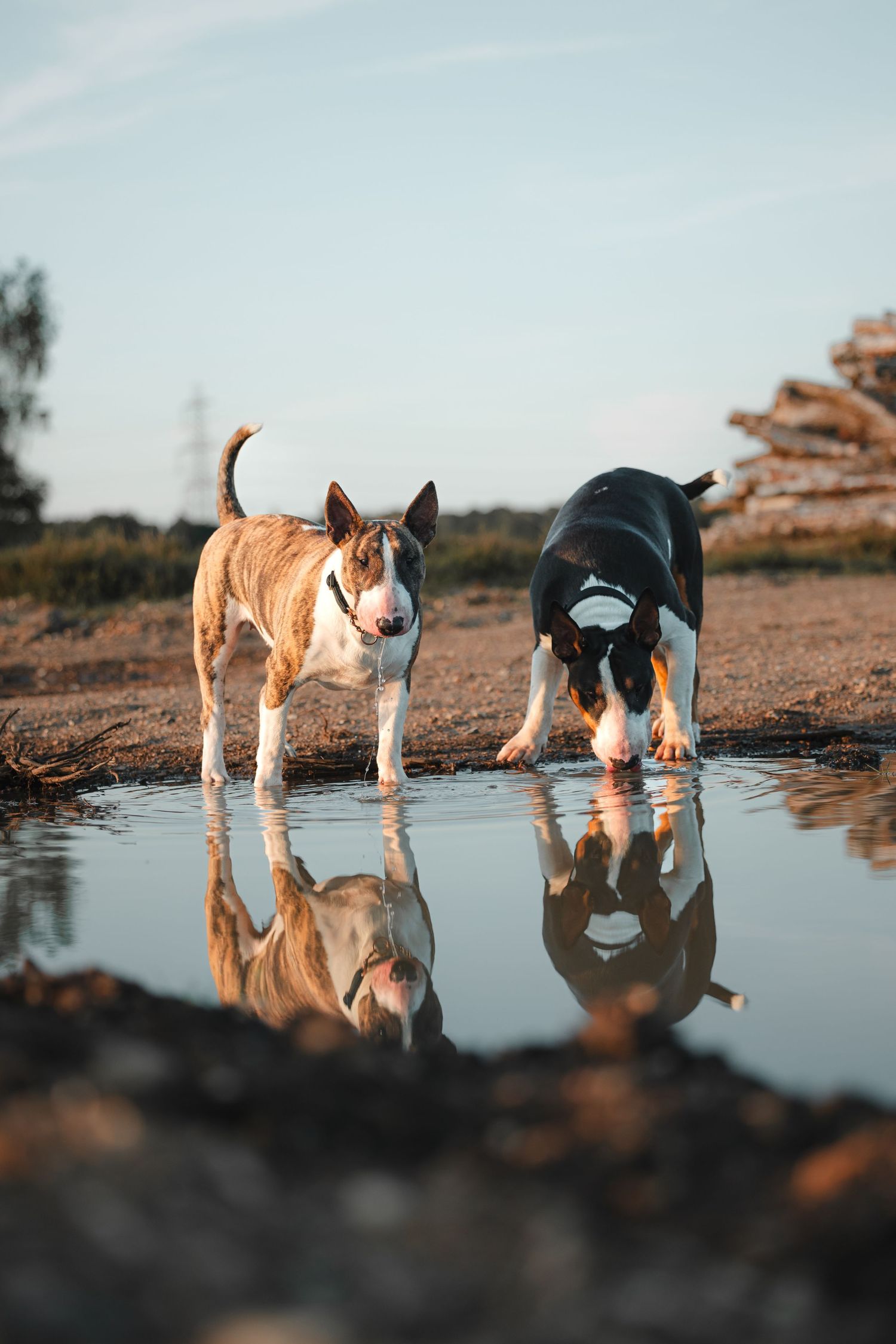 Pet Portraiture - Daniel Seago Photography