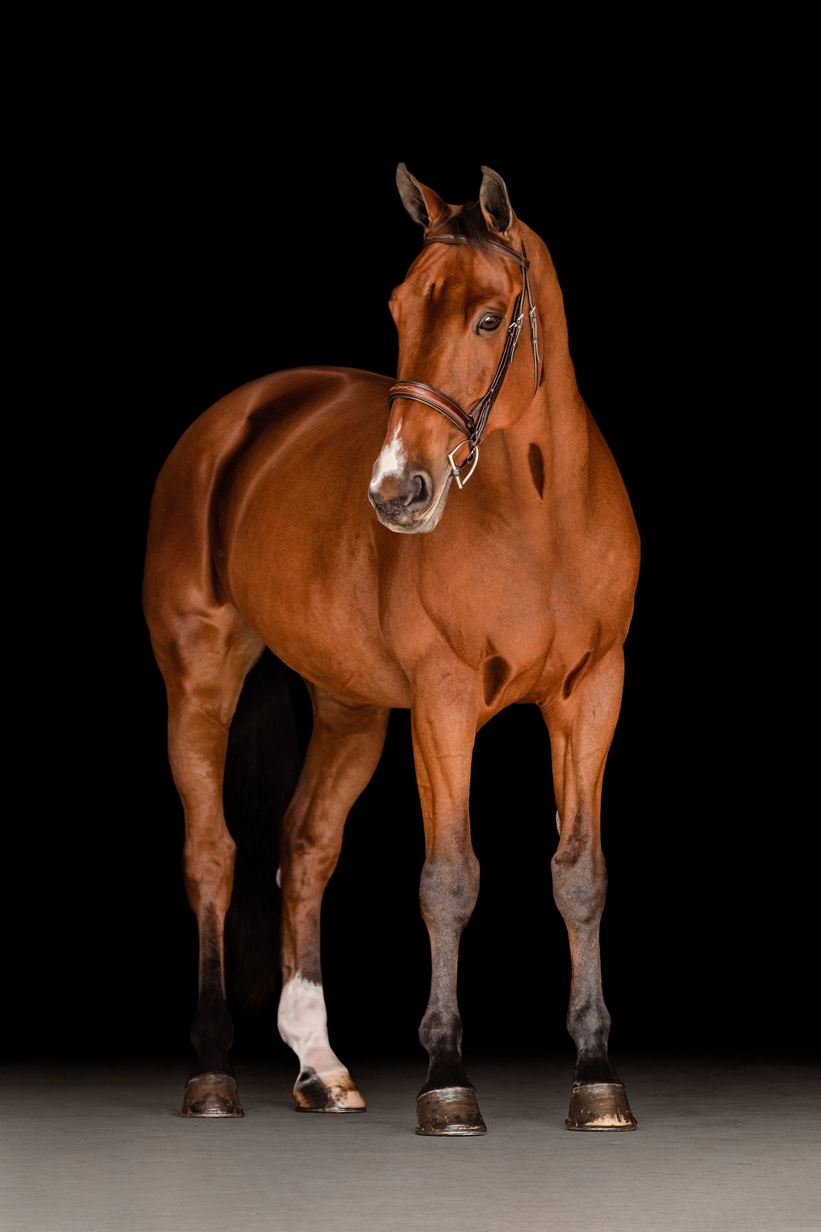 The Horses of Duffy-Housel Group Inc. | Black Background Portraits ...