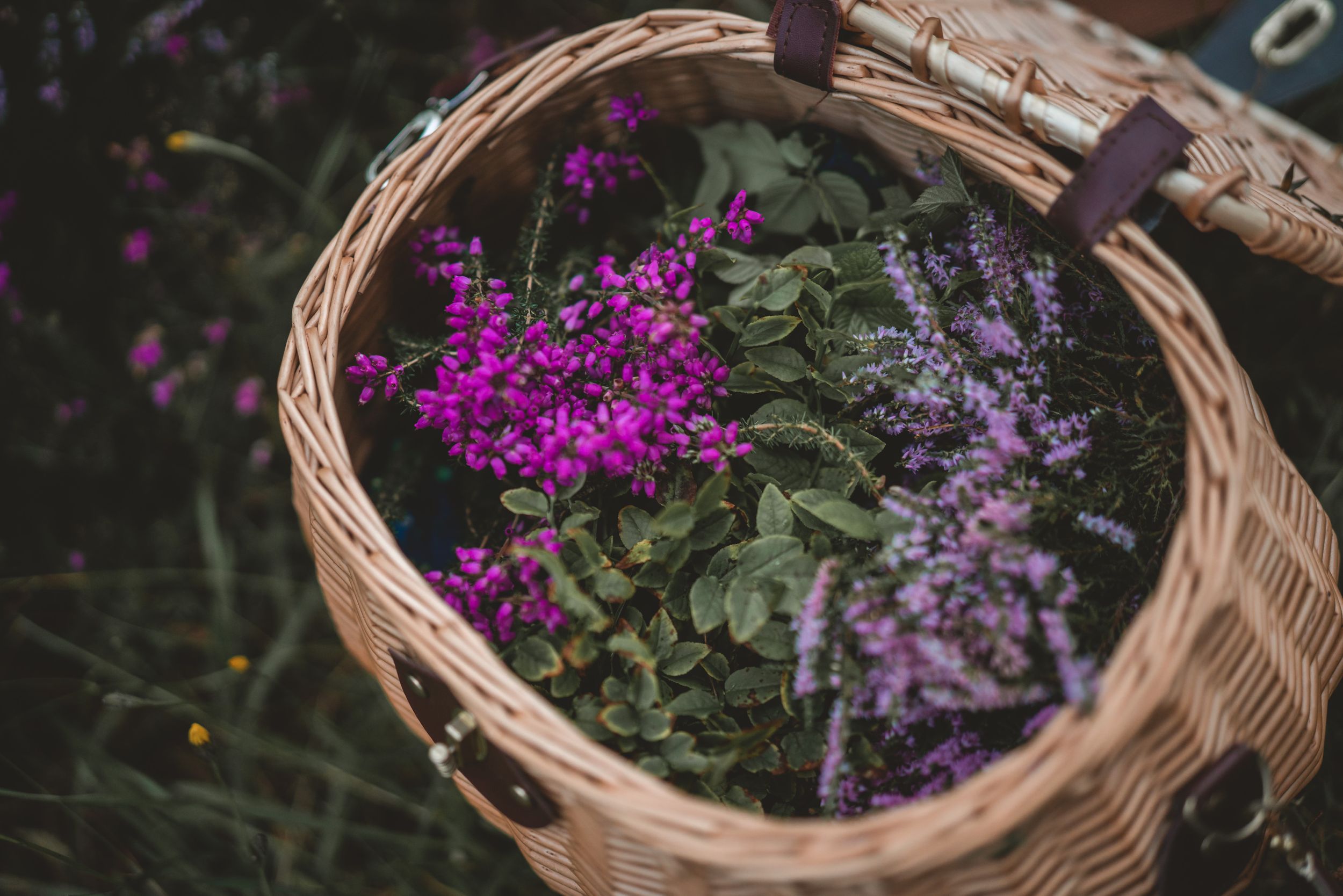 Foraging Equipment Essentials - The Grizzly Forager: The Definitive ...