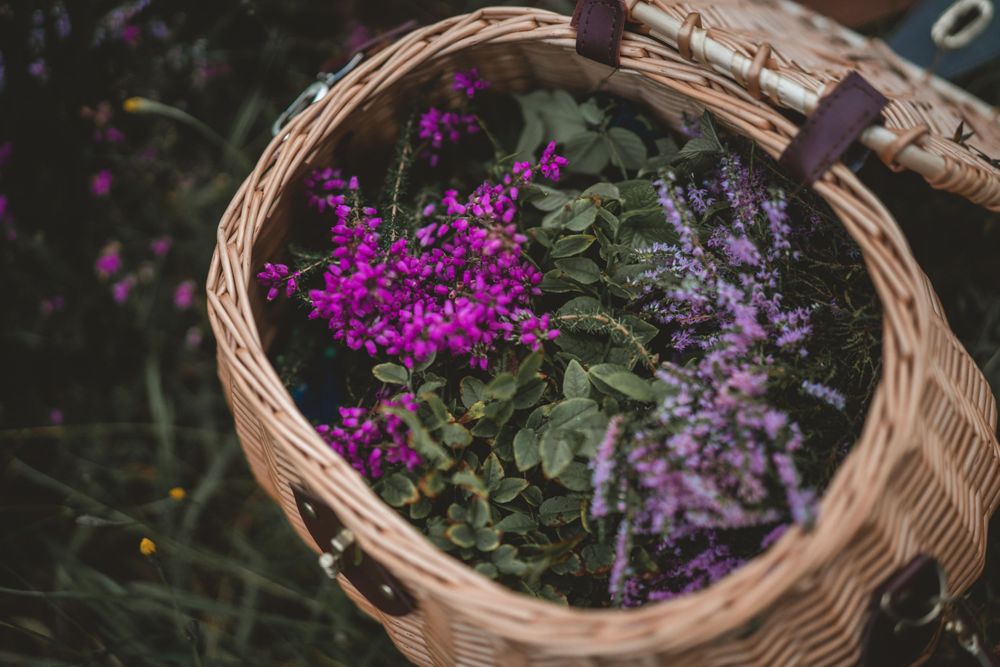 Foraging Equipment Essentials - The Grizzly Forager: The Definitive ...