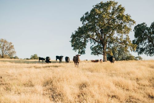 Boho | Western Elopement - Honey Love Photography - Sacramento Wedding ...