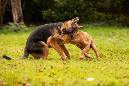 Tessa, Maverick & Luna - Imogen Moon ABIPP - Equine & Dog Photographer ...