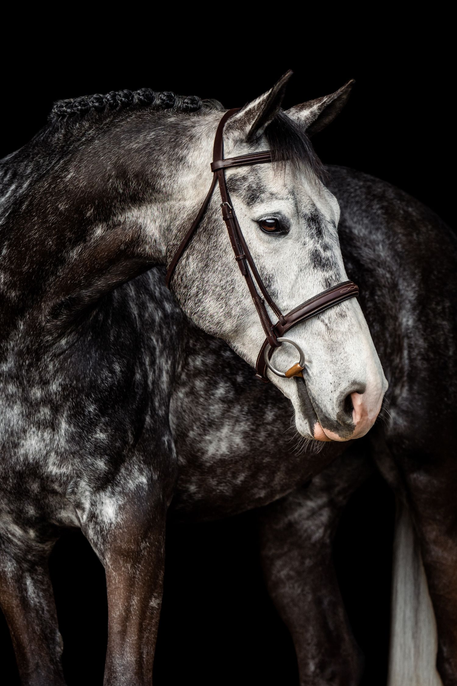 In Hindsight "Kobe" | Lexington, KY Equine Black Background ...