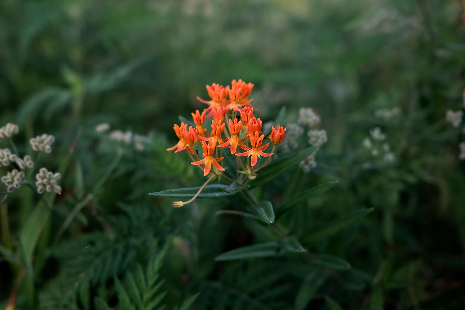 The Butterfly Weed - Lindsay Kuehne
