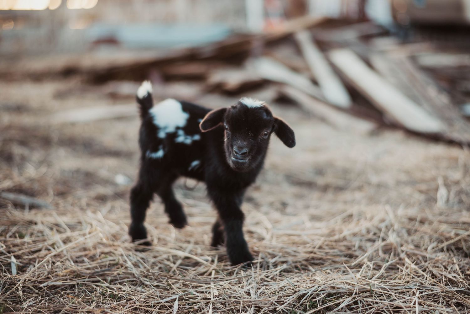 Birthday Celebration GOAT-grams - The Wandering Wolf Imagery
