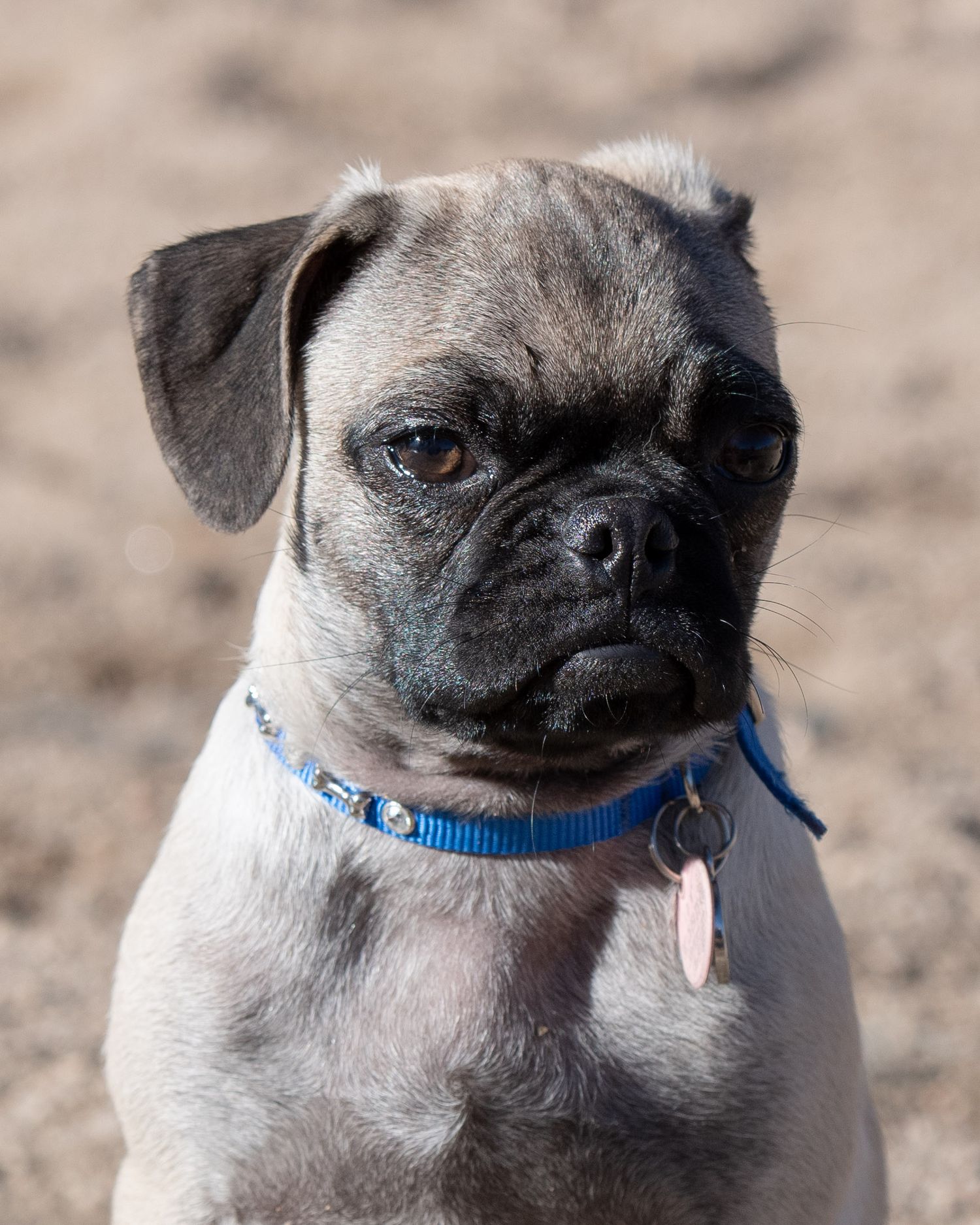 Photos - Doggo Photography