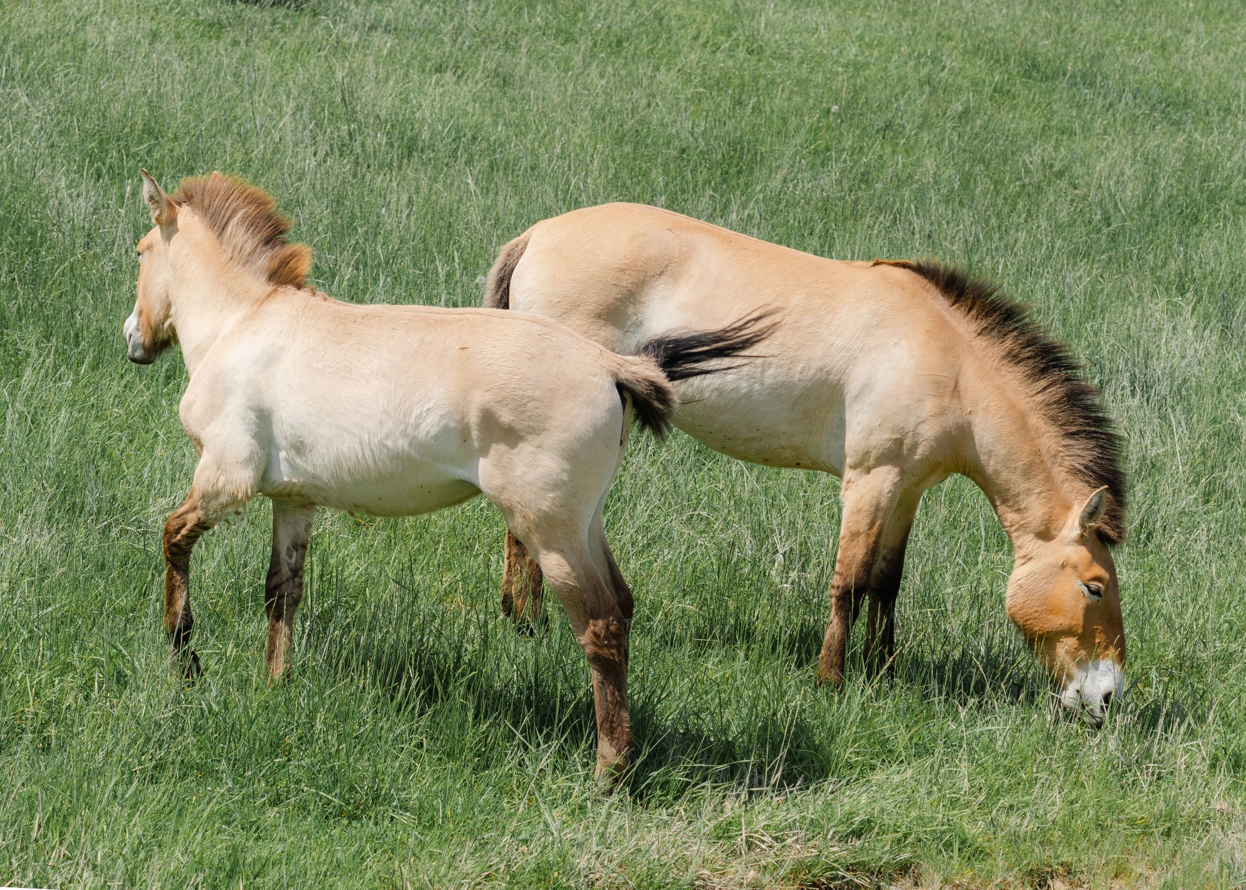 Photographing The Wilds - Katelyn Chef