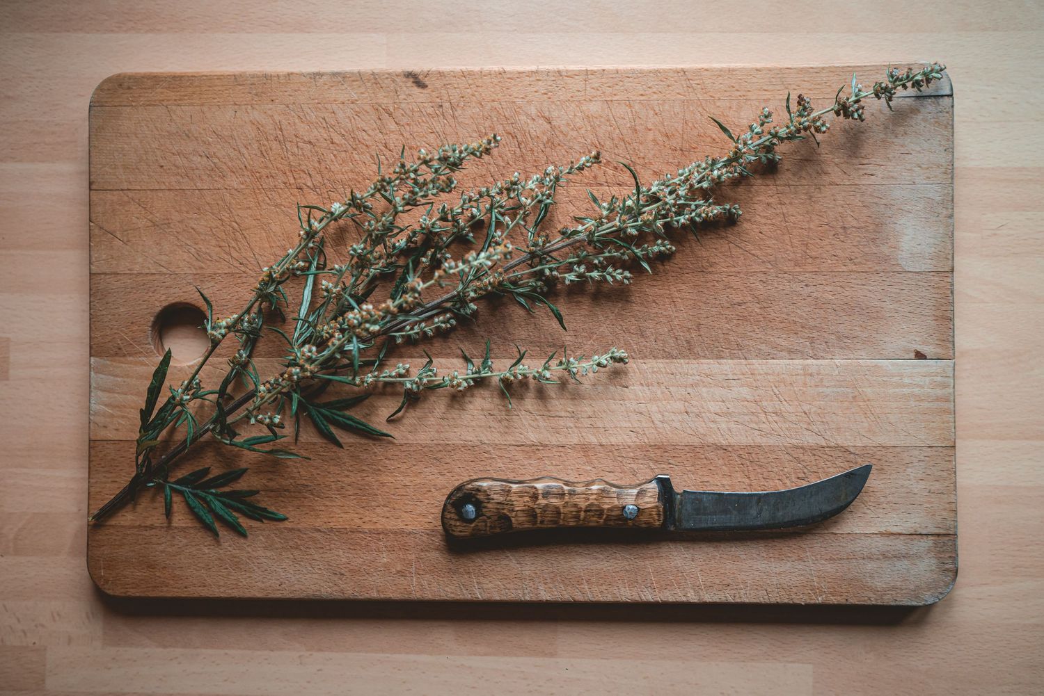 Thujone Containing Plants - The Grizzly Forager: The Definitive Guide ...