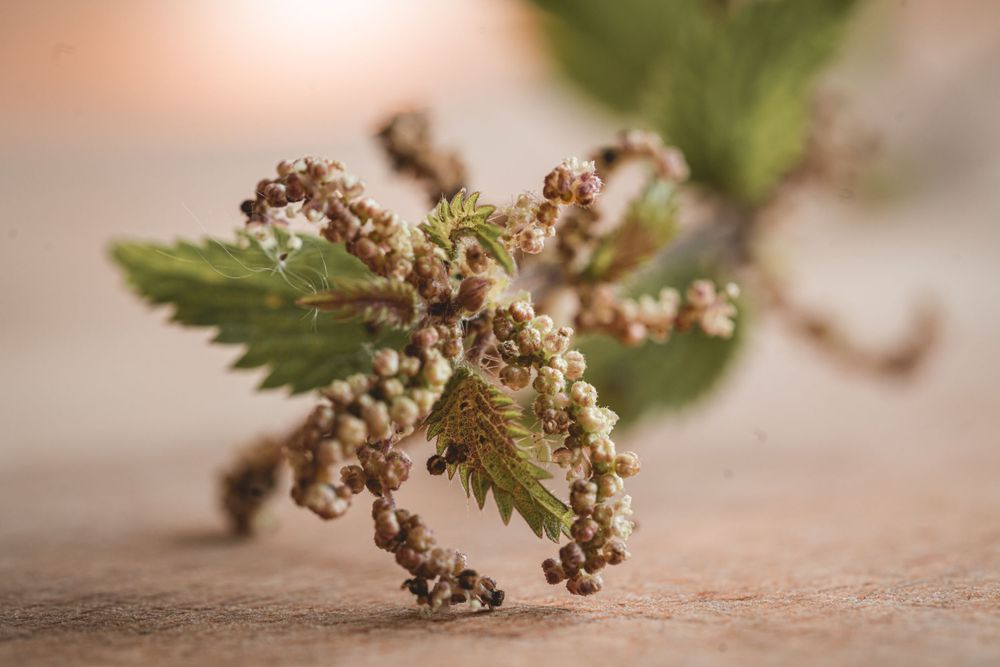 Nettle Seeds - The Grizzly Forager: The Definitive Guide to Foraging ...