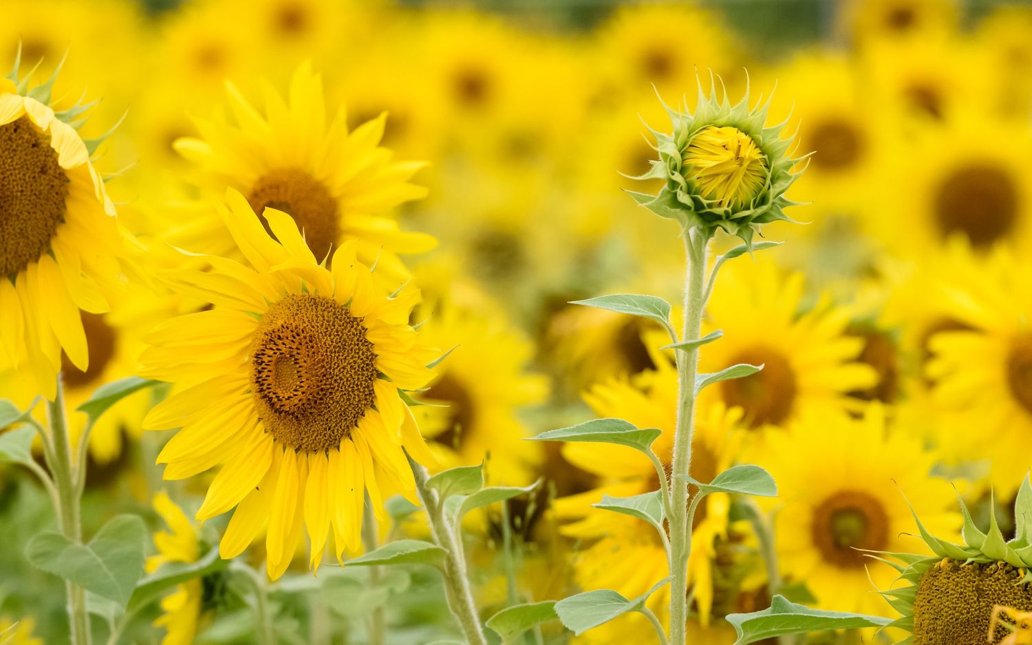 About - Campfire Espresso