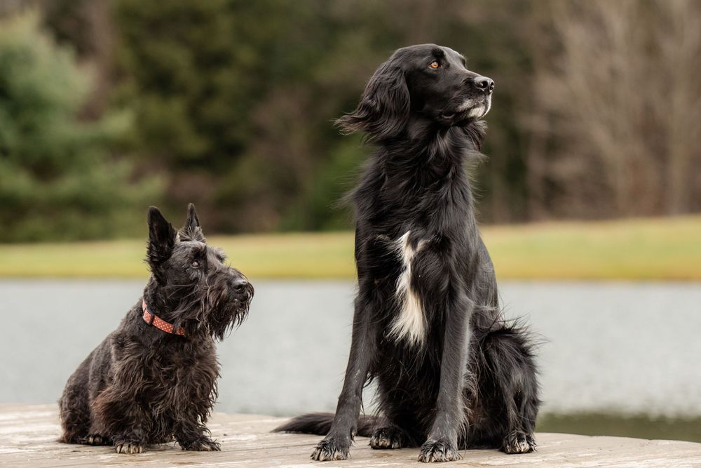 Buffalo Pet Portrait Photographer - Buffalo, WNY Horse and Pet ...