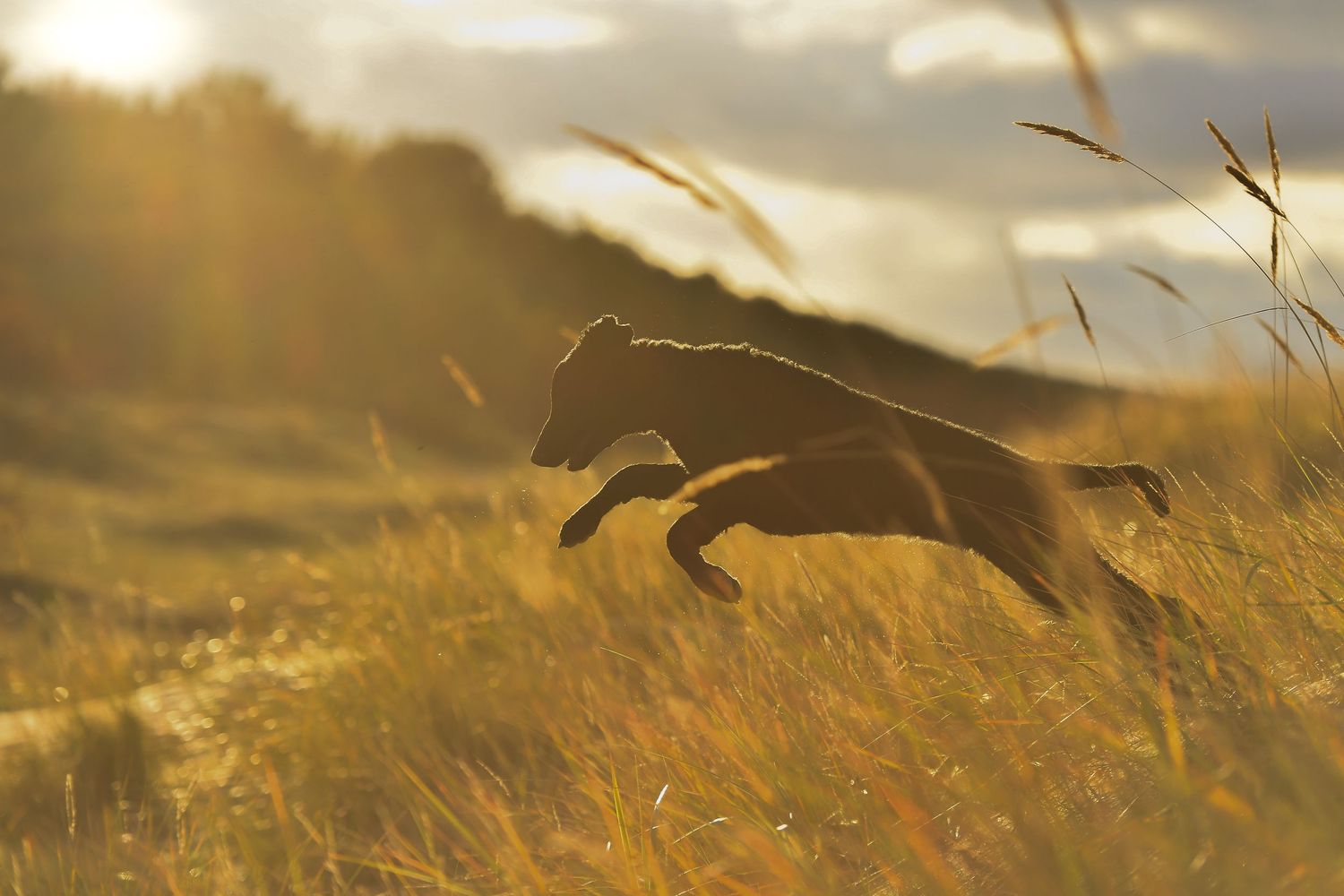 Dogs - Alex Design - AXD