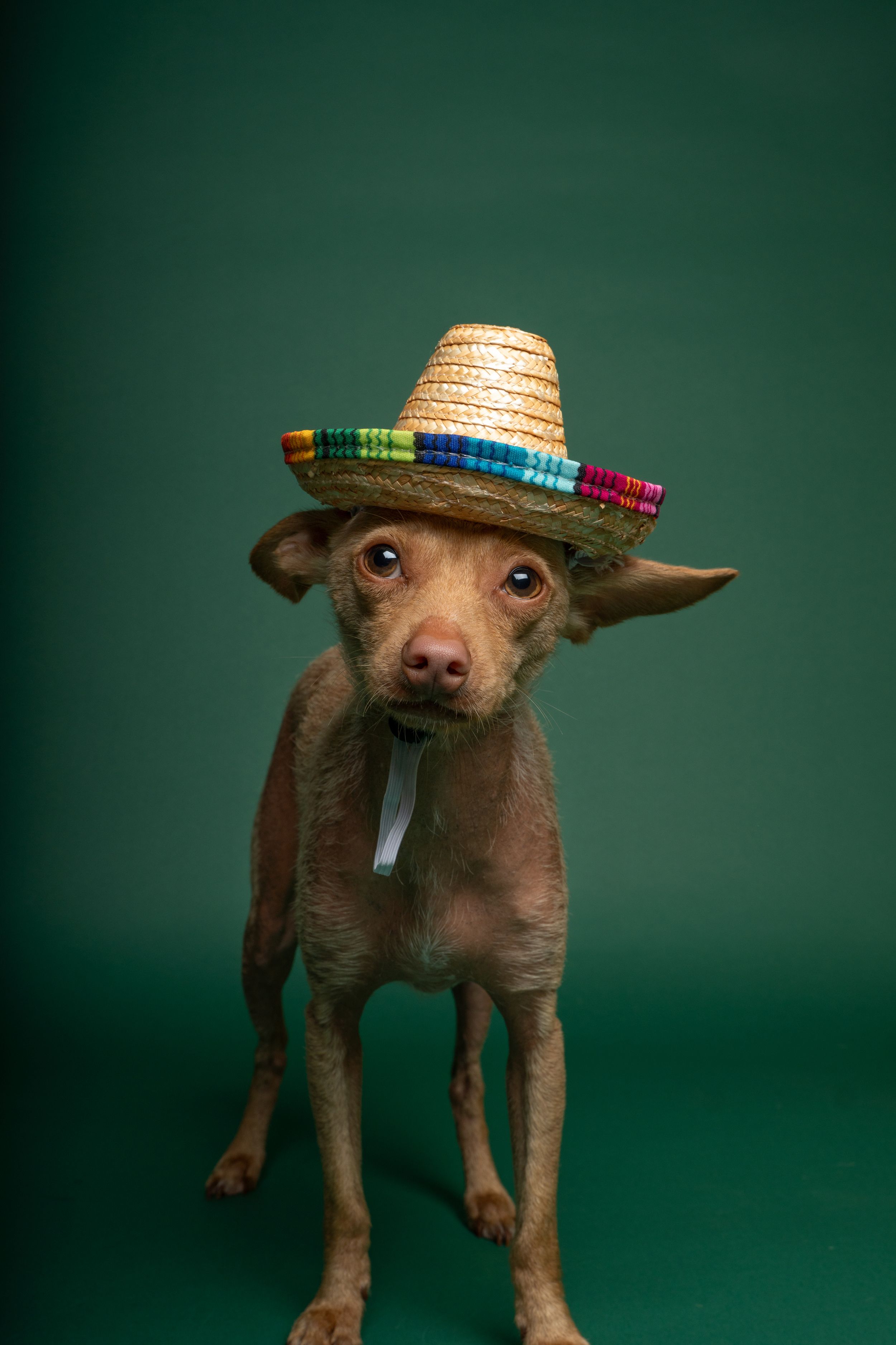 Pet Studio Sessions - Taylor Renee Photography