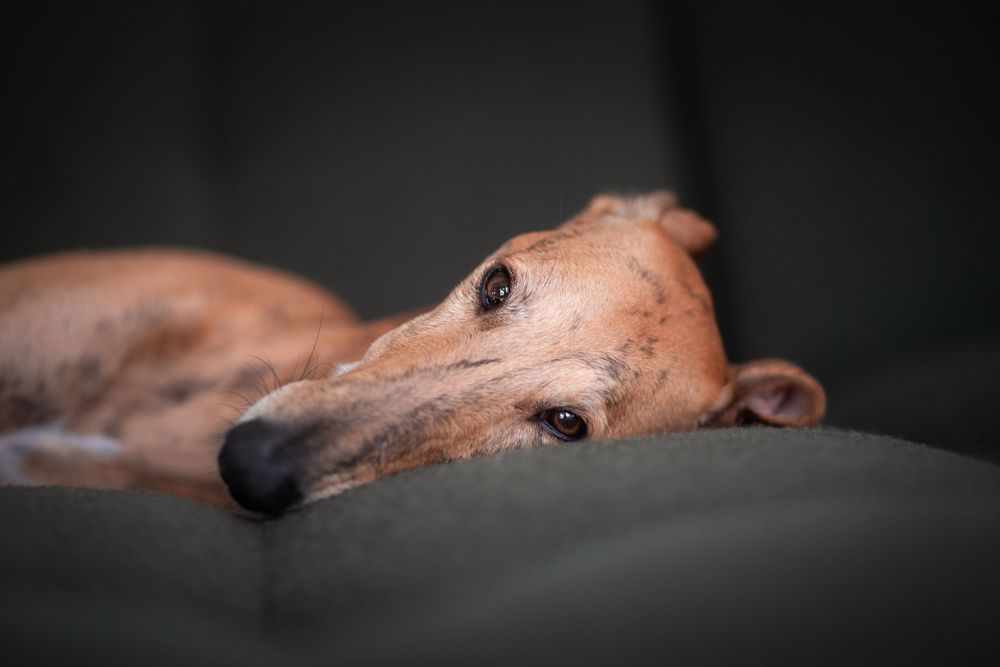 Min historie - Noble Hound Studio