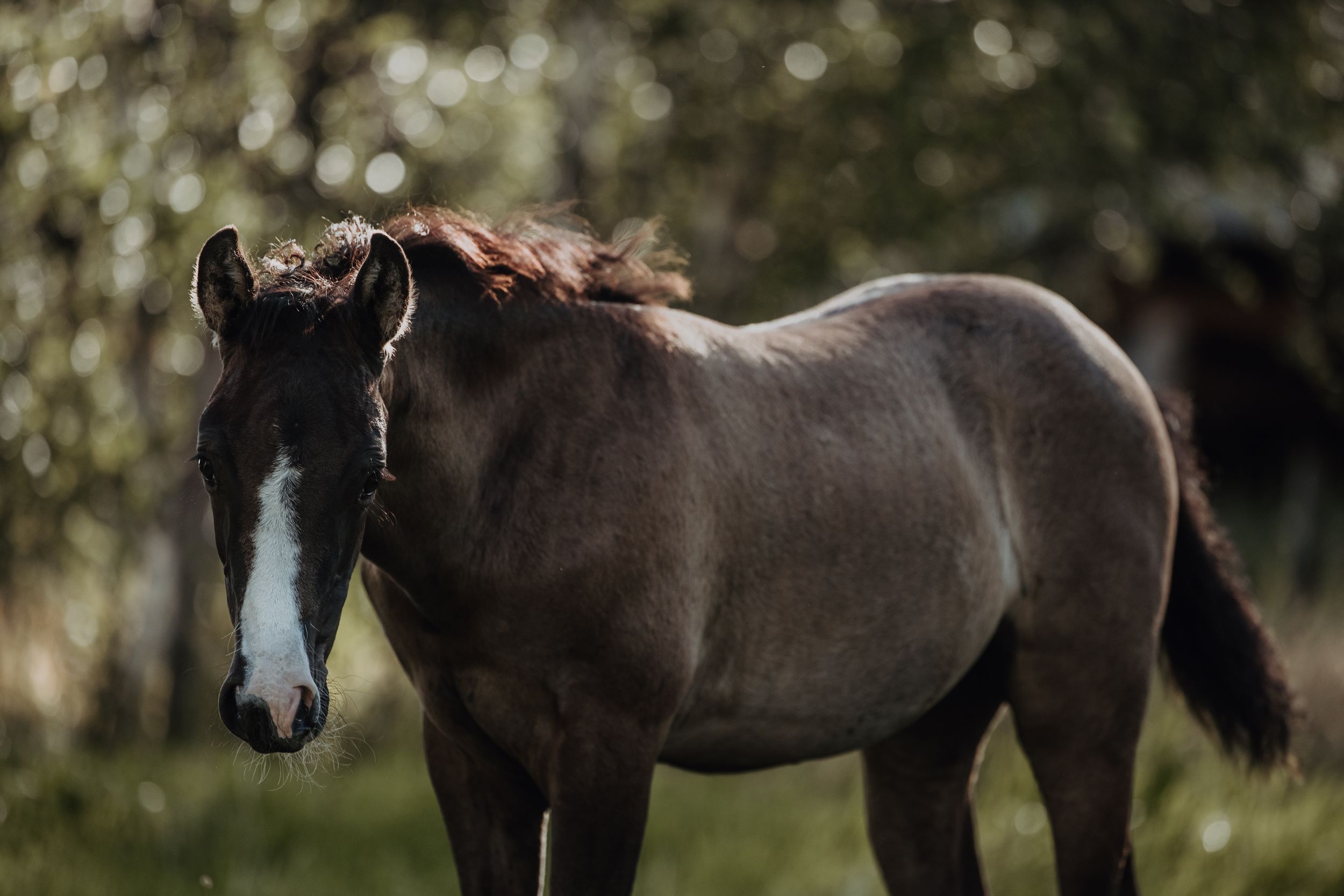 Turning Stormy Skies into Stunning Photos - Anna Archinger | Horse ...