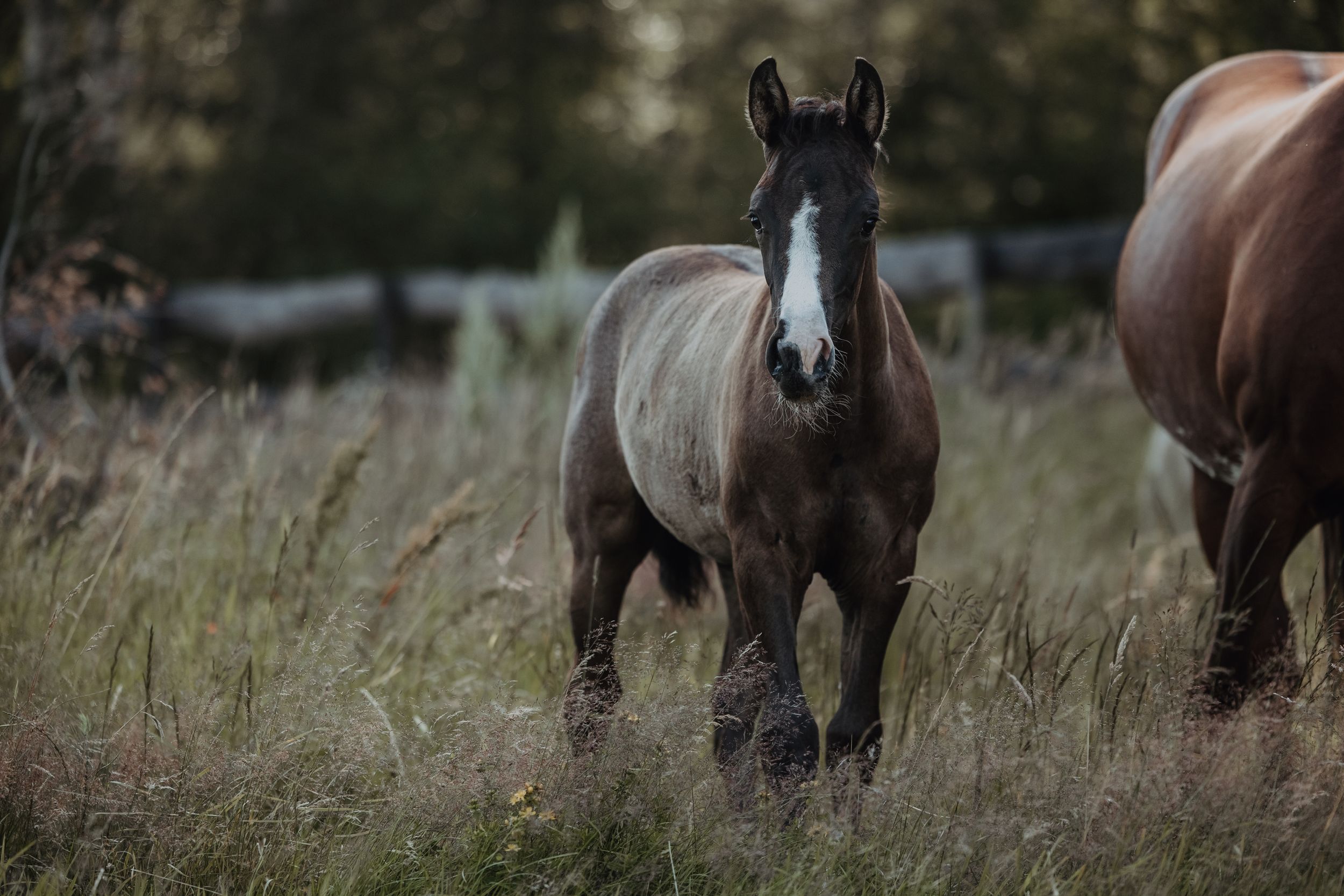Turning Stormy Skies into Stunning Photos - Anna Archinger | Horse ...