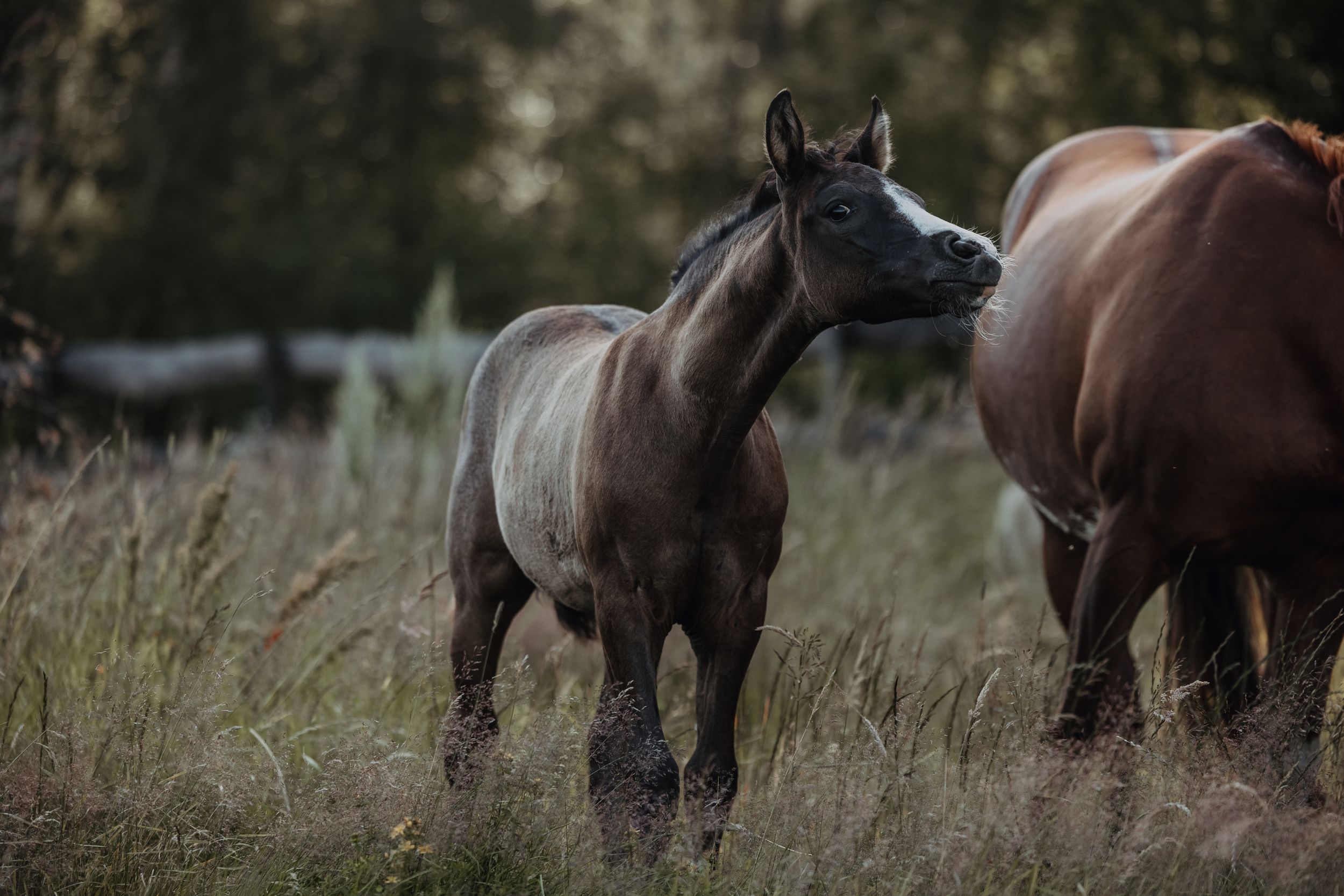 Turning Stormy Skies into Stunning Photos - Anna Archinger | Horse ...