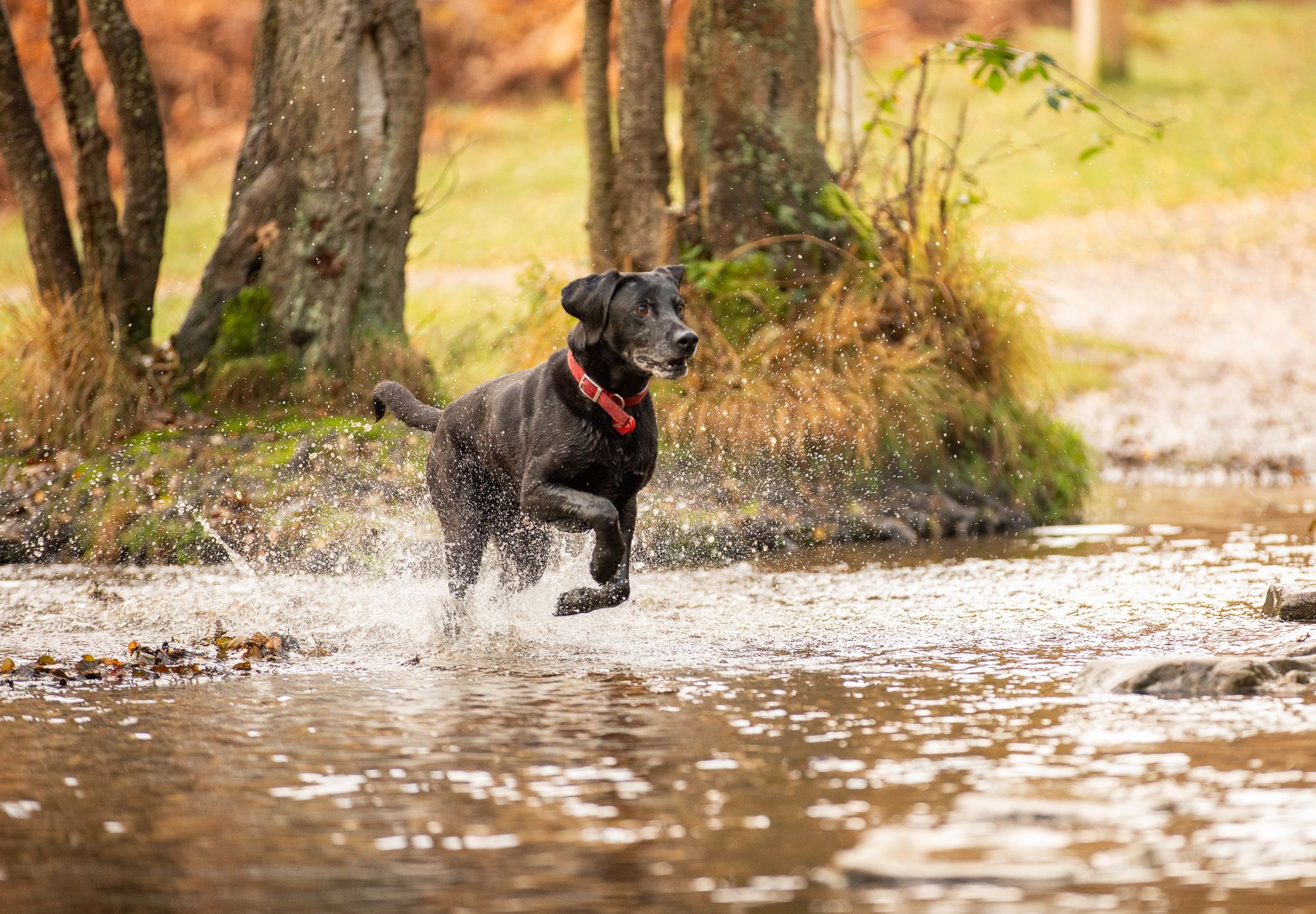 Ella, Elvis, Rainbow, Hunter & Ernie - Imogen Moon ABIPP - Equine & Dog ...