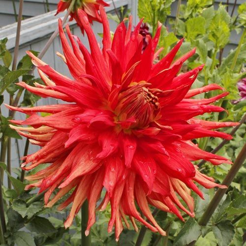Dahlias - Ruby Moon