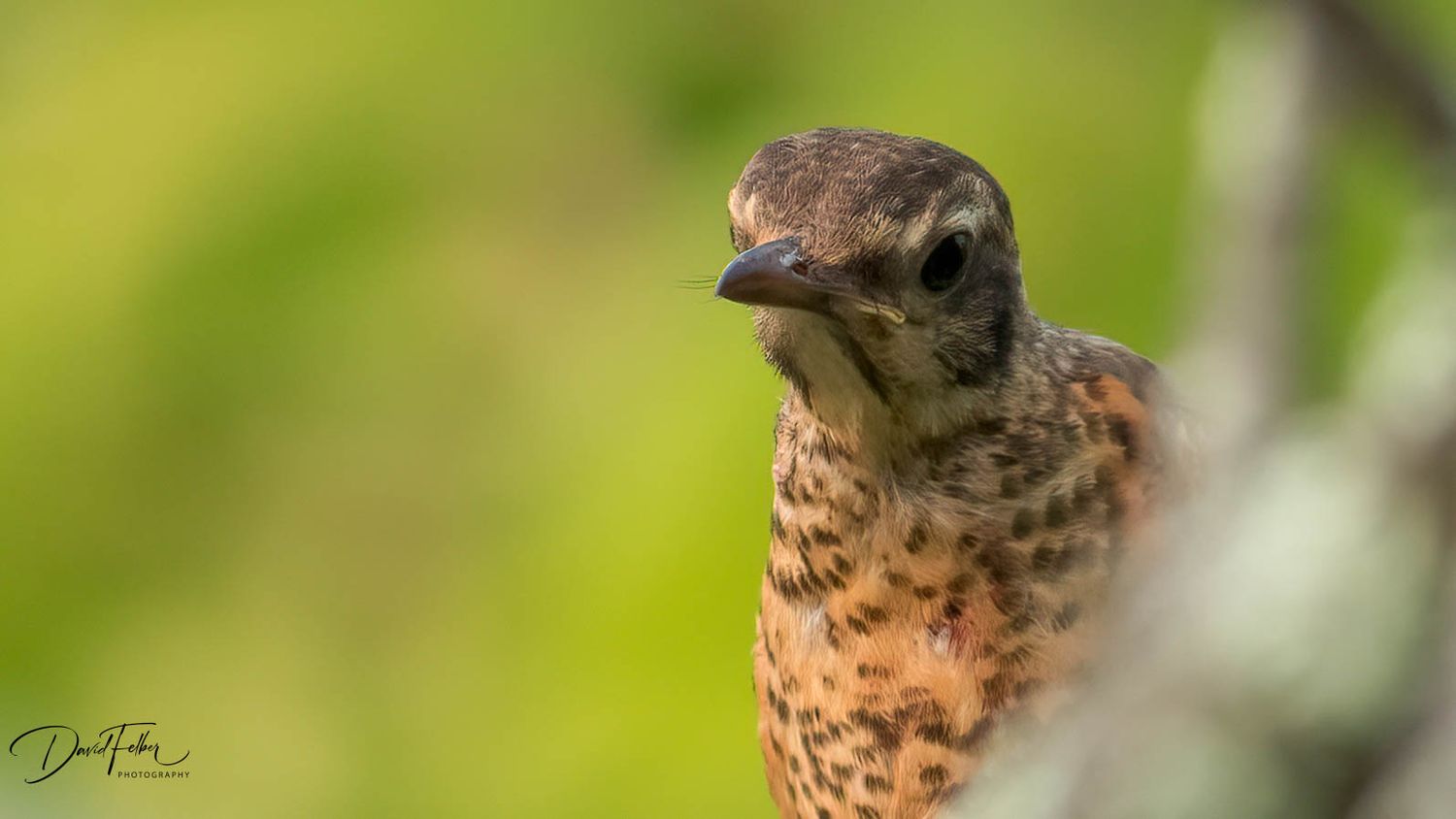 Contact - David Felber Photography