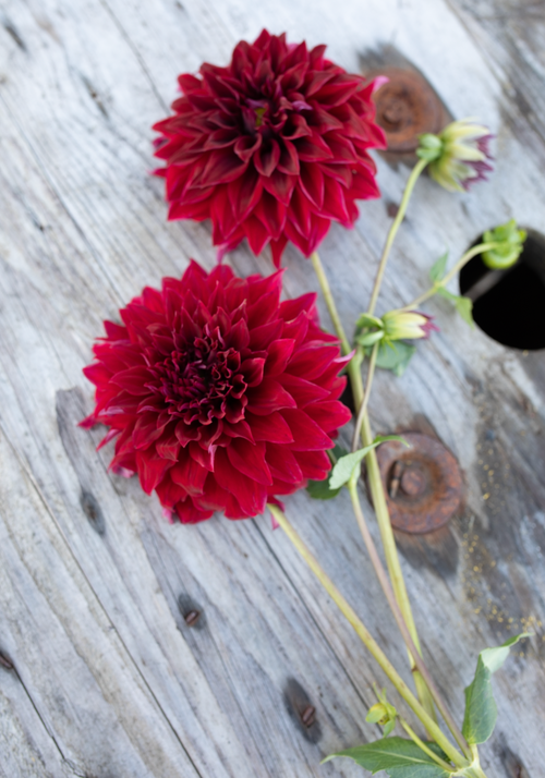 Dahlias - Ruby Moon
