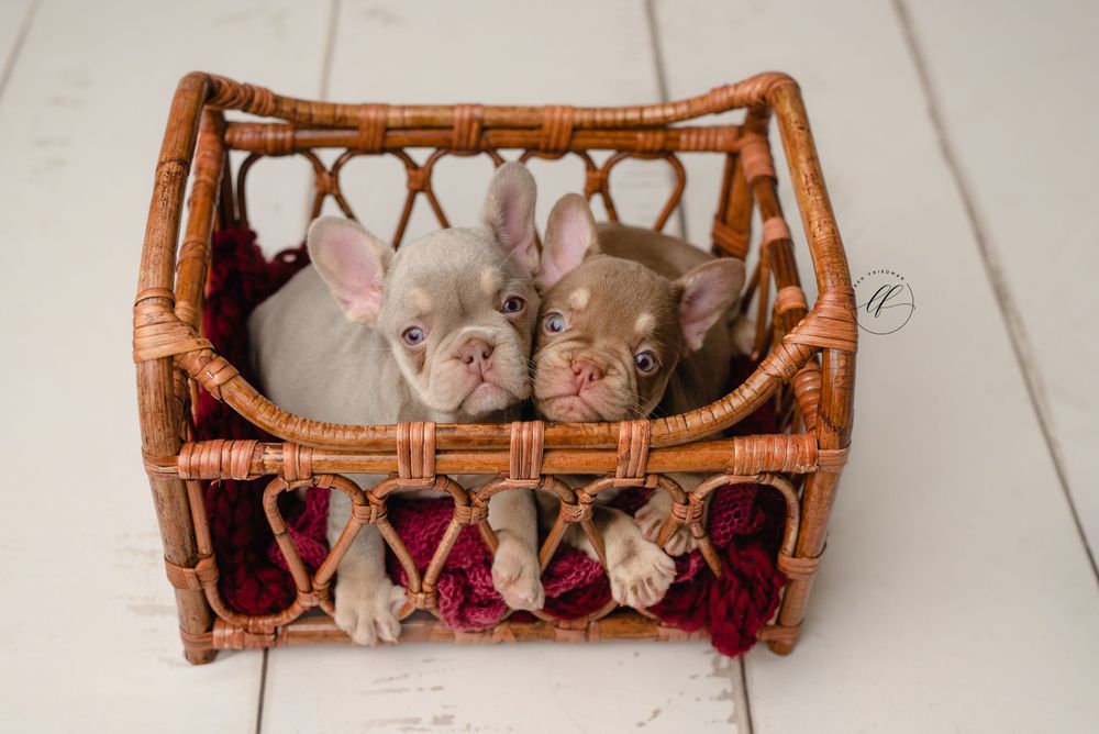 Frenchie Girls - Lauren Friedman Photos