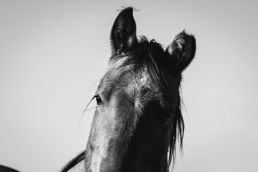 My Art Gallery - Maria Pate Photography