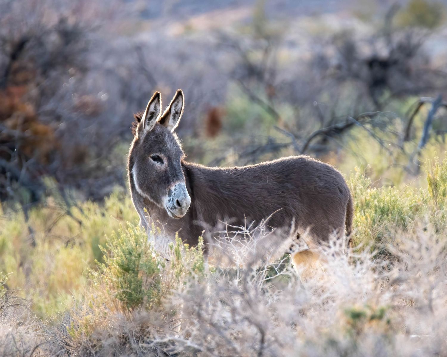 Wild Horses - Azure, Photos by Christina