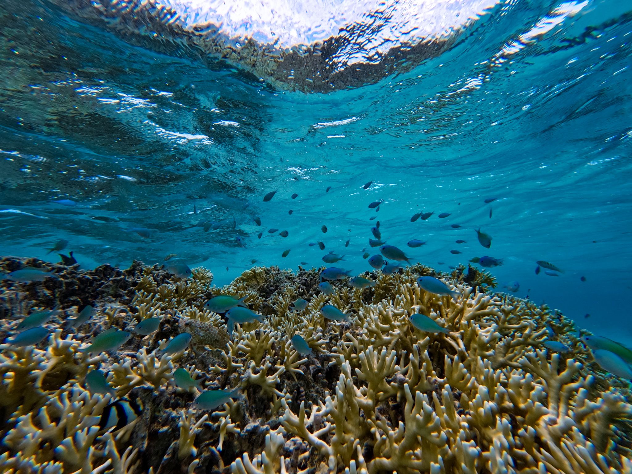 Reef Diving - Go Local Cook Islands | Rarotonga's Best Turtle Tour