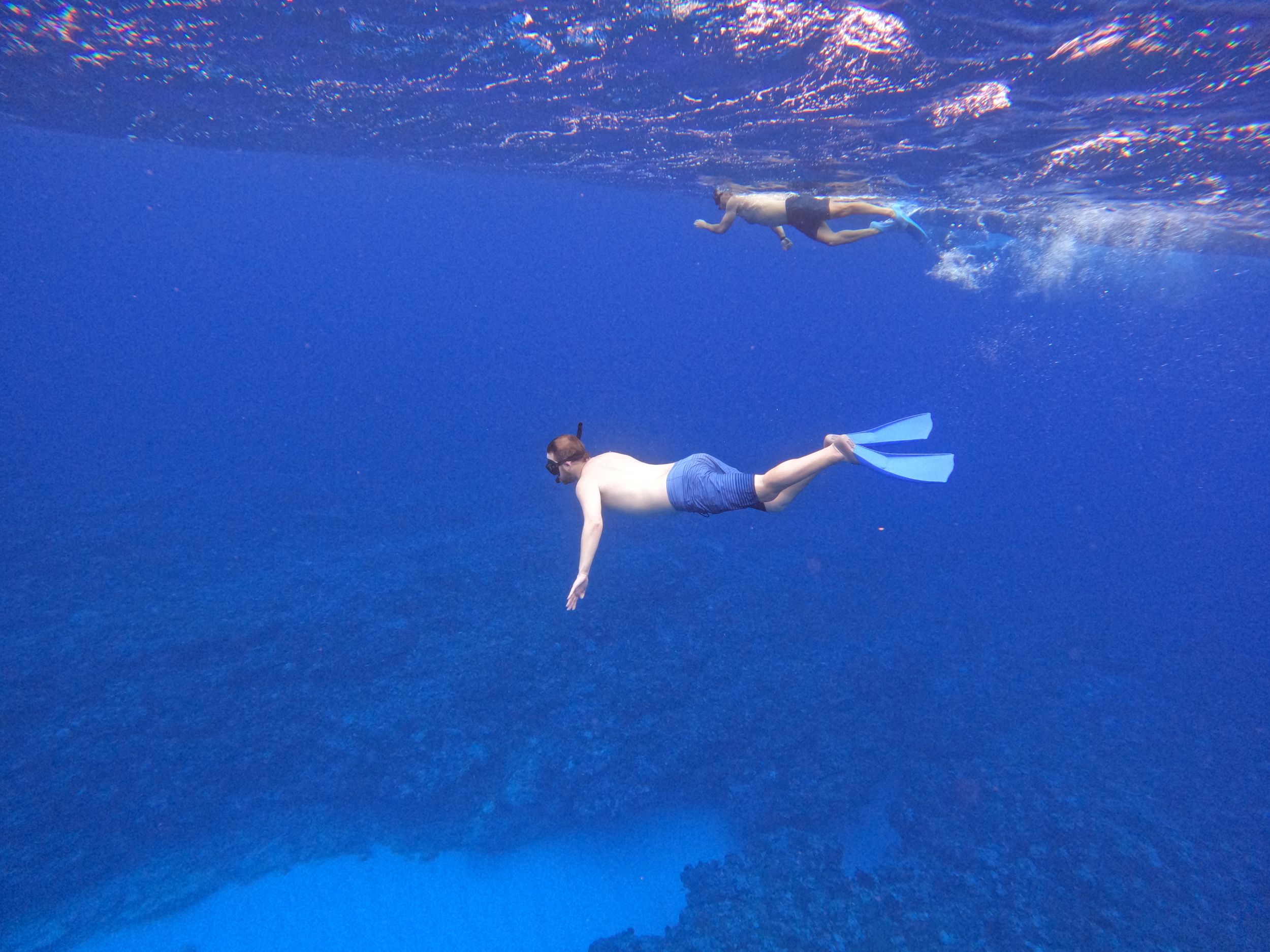 Reef Diving - Go Local Cook Islands | Rarotonga's Best Turtle Tour