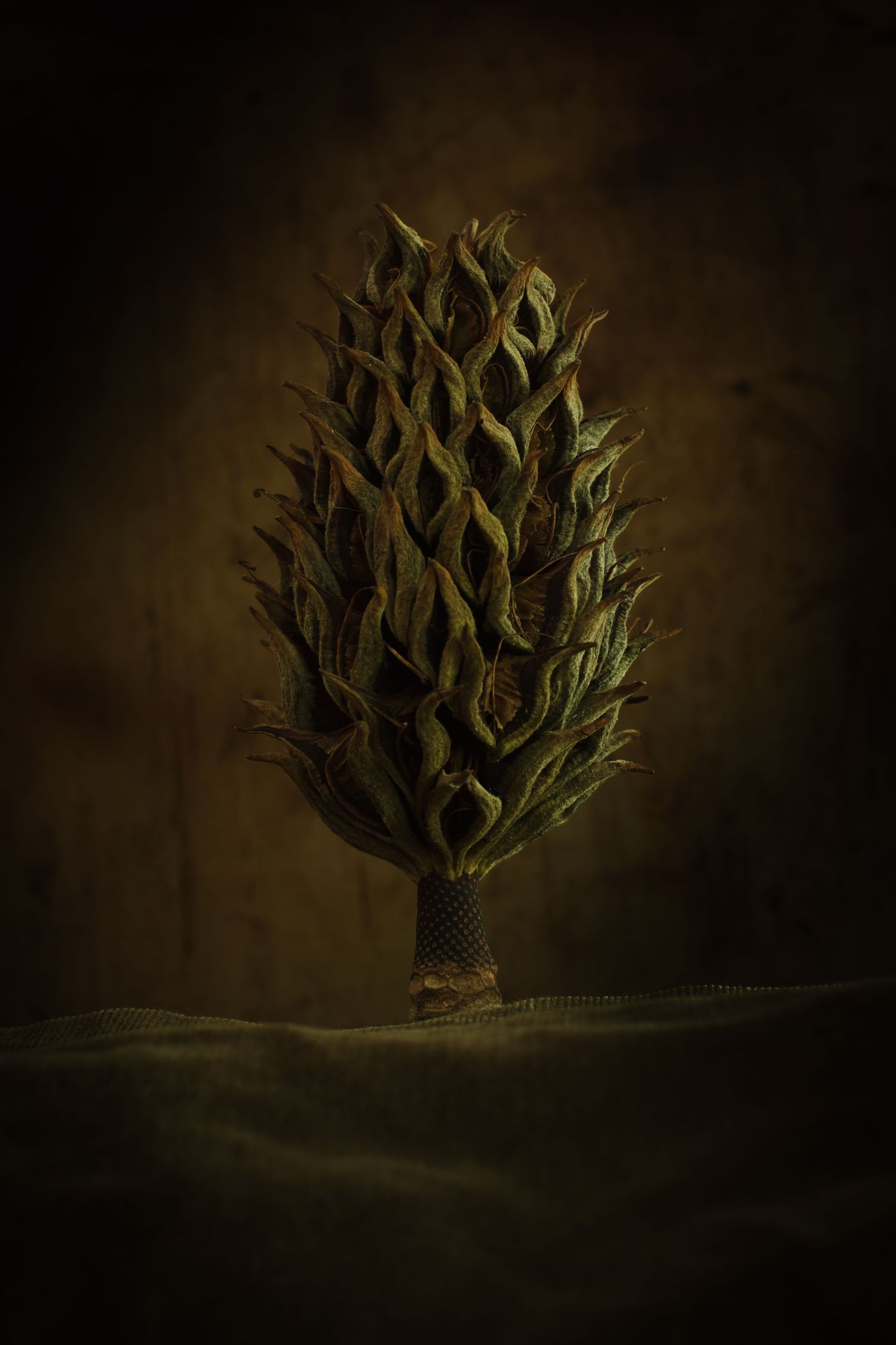 Fine Art Photography - Photographer in Jacksonville FL | Emlyn James Images